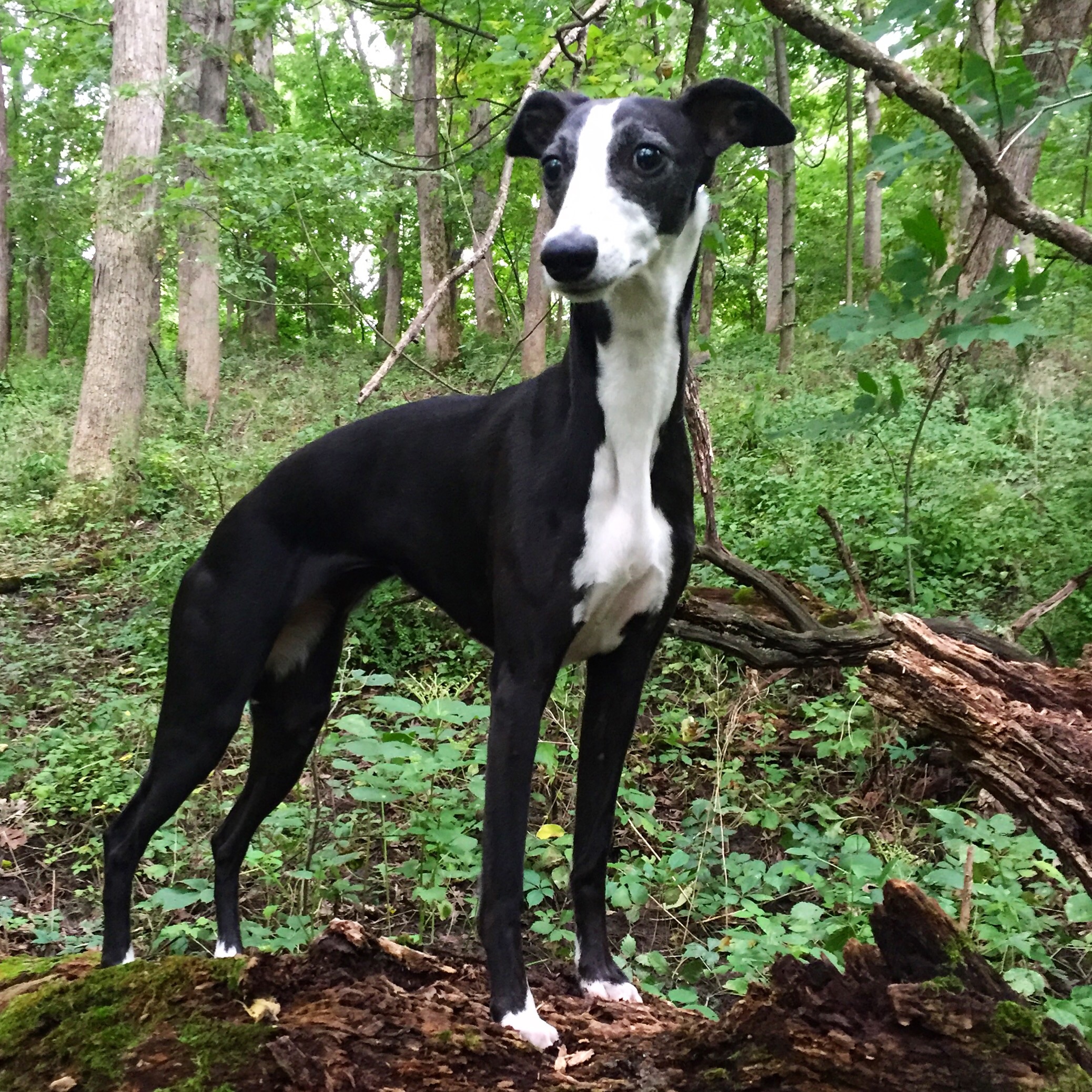 Behold: Princess Stella | Scrolller