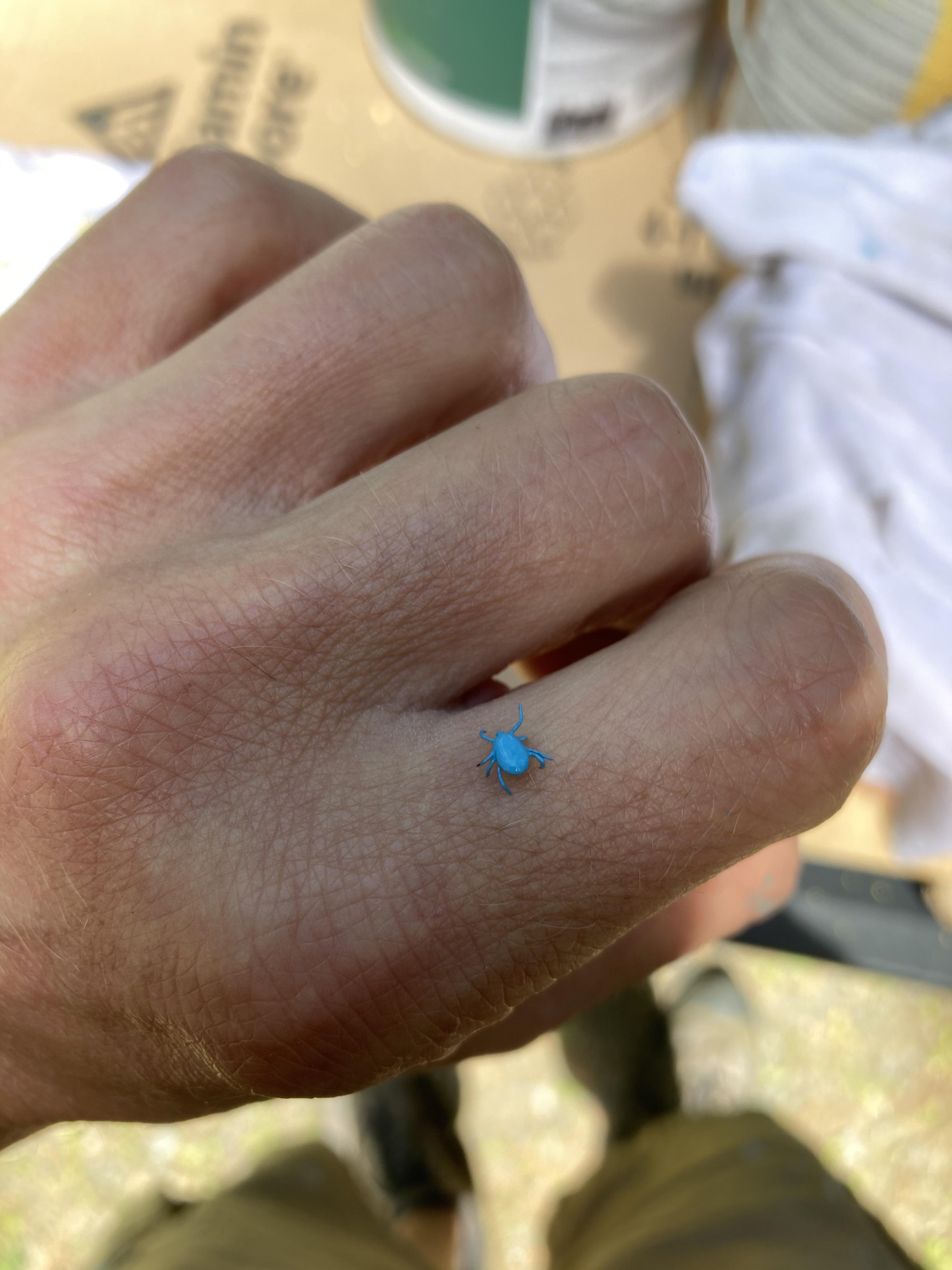 Behold, the elusive NH Blue Tick | Scrolller