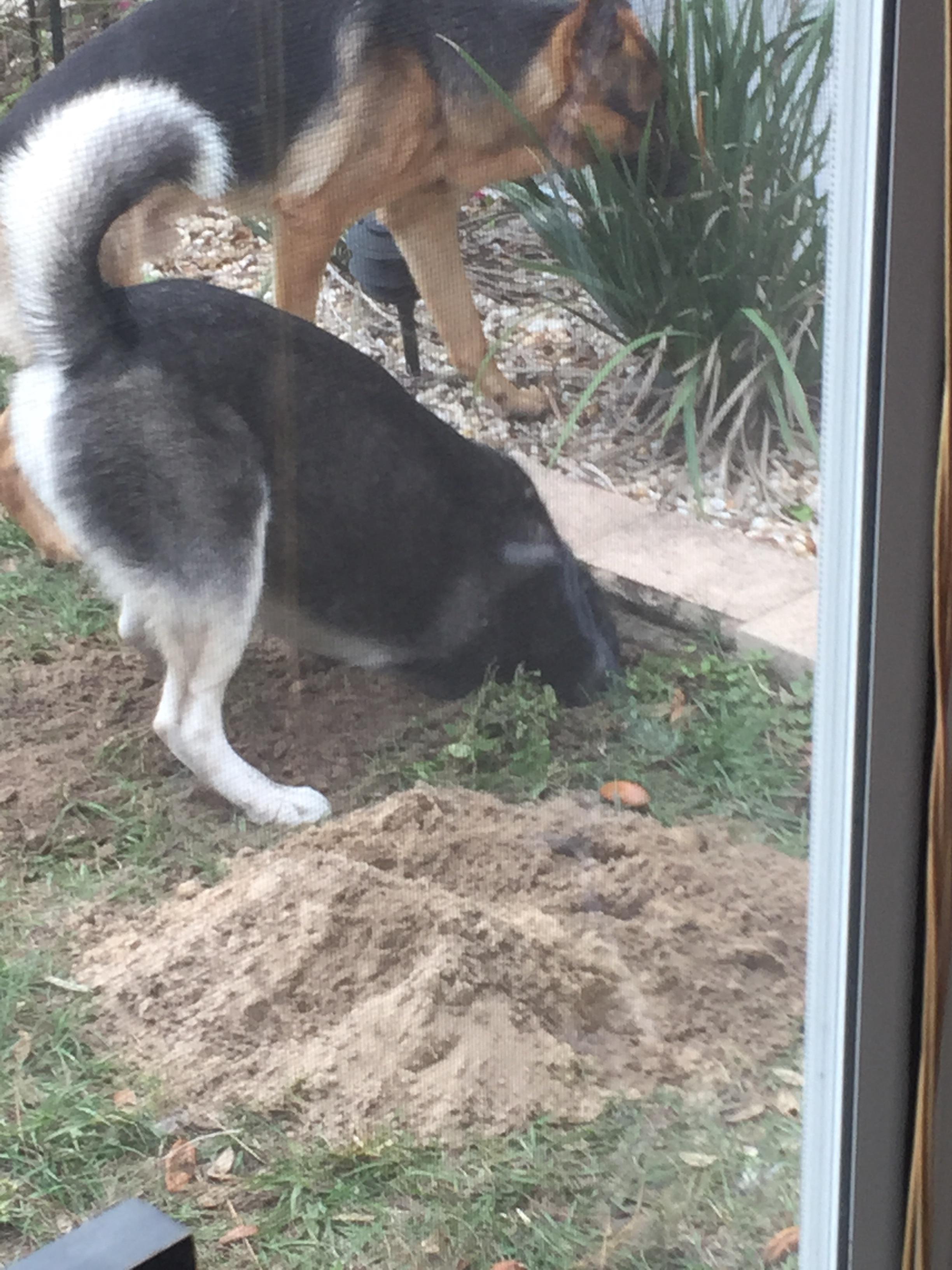 Behold. The time my dog thought he was an ostrich. | Scrolller