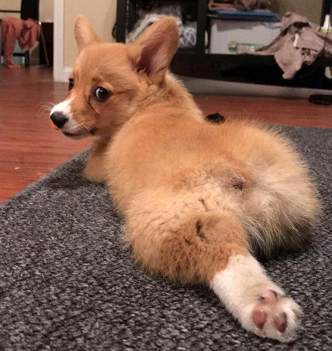 Bella has perfected the half-sploot | Scrolller