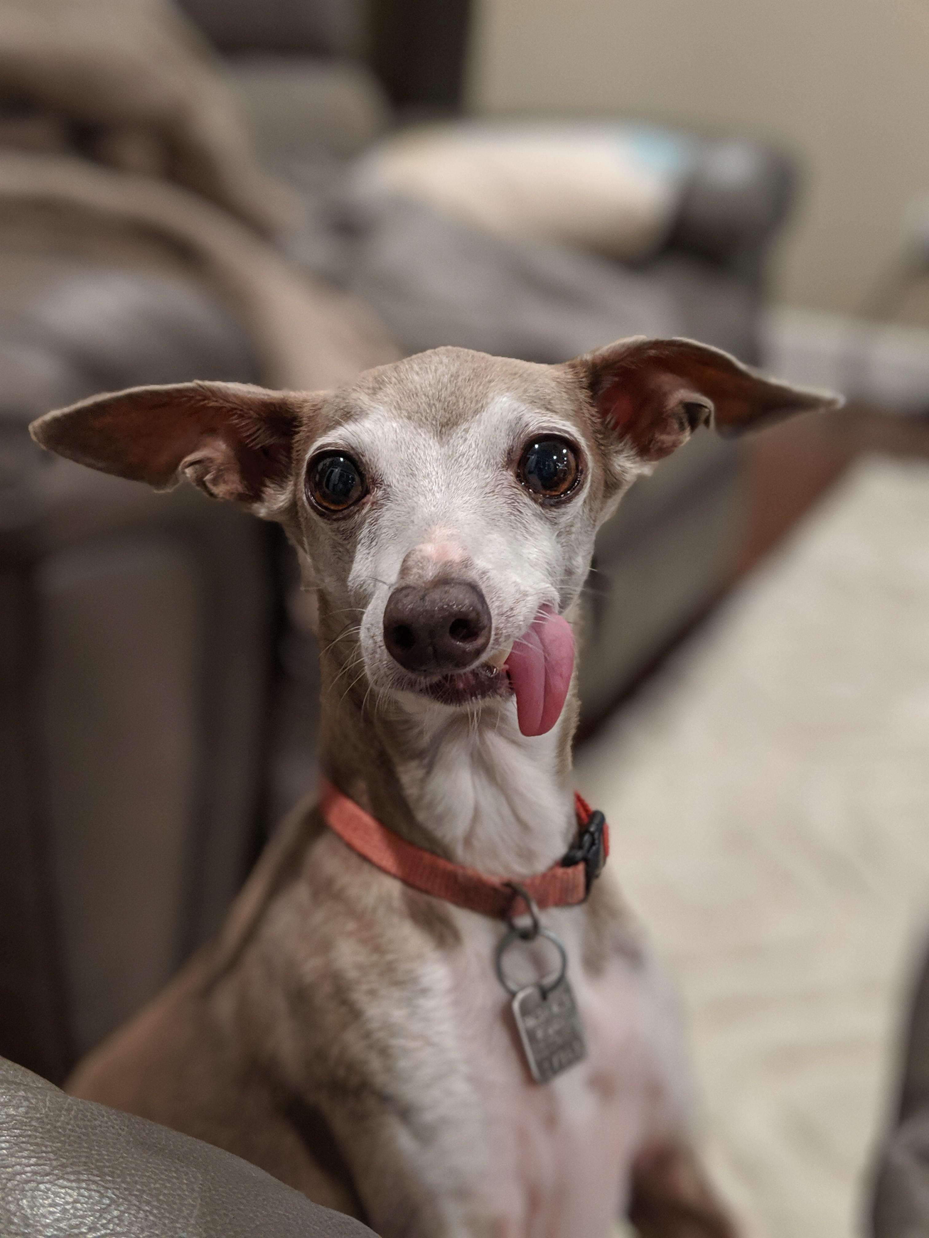 Bella is a derpy dog | Scrolller