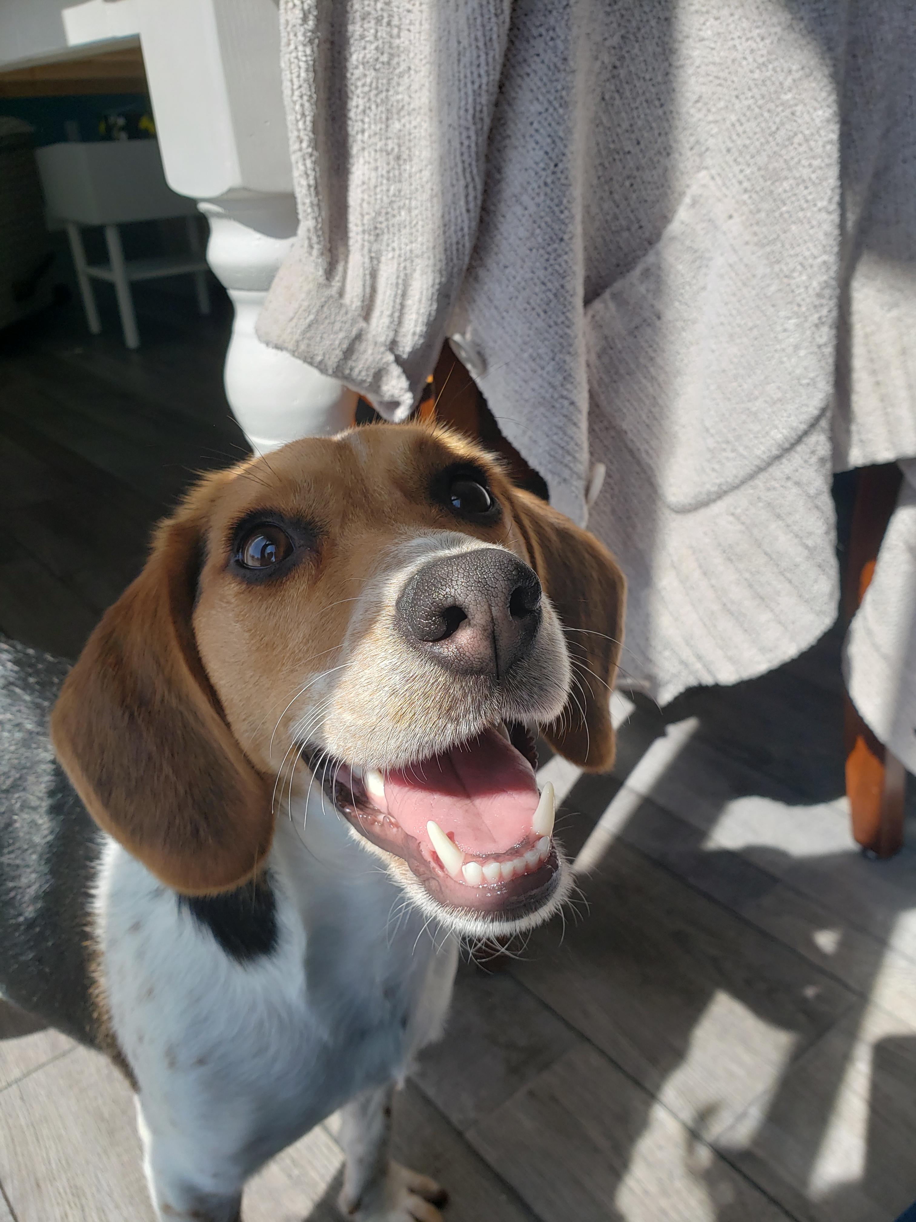 Bella the beagle | Scrolller