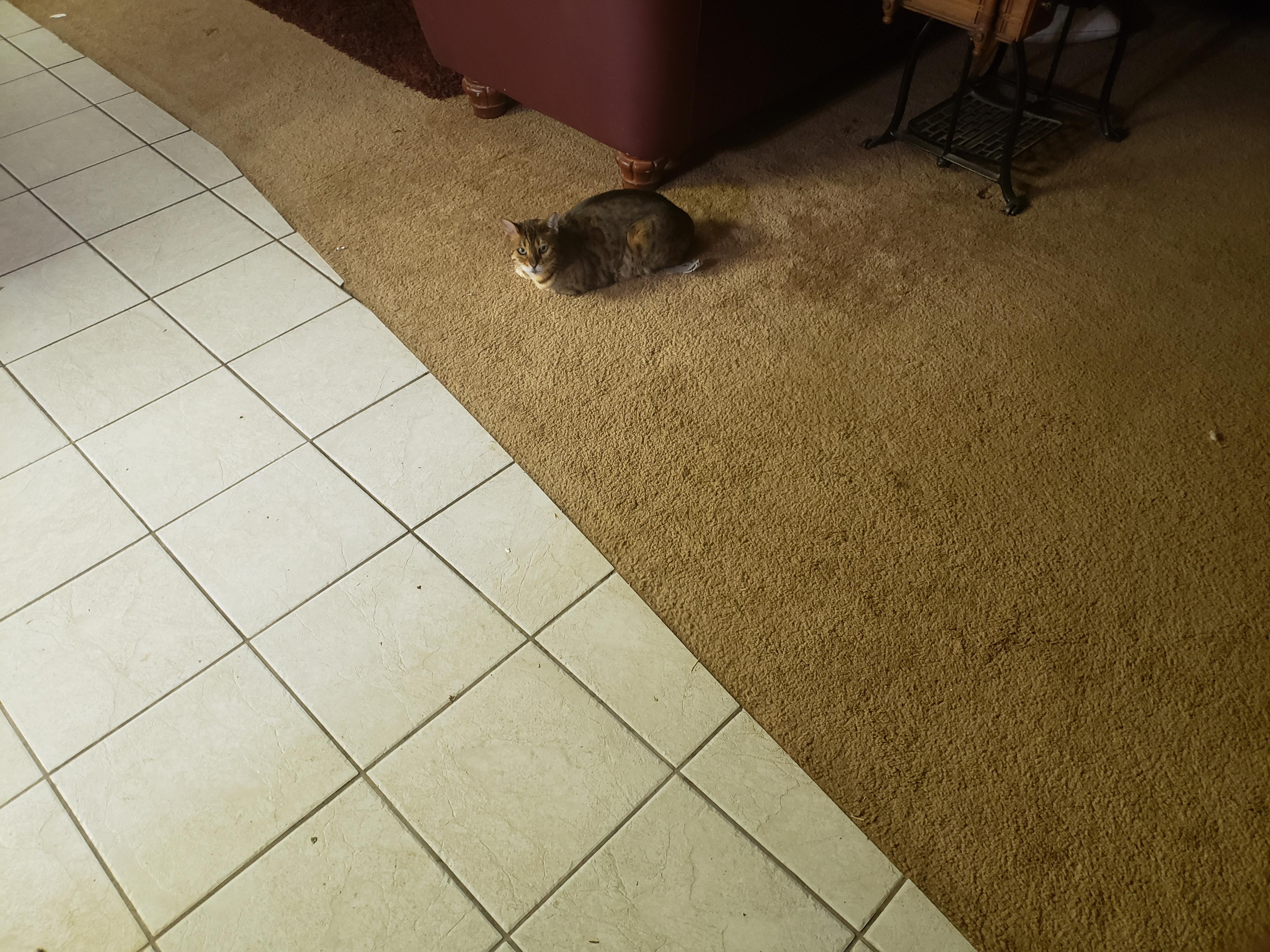 Bengal loaf. | Scrolller