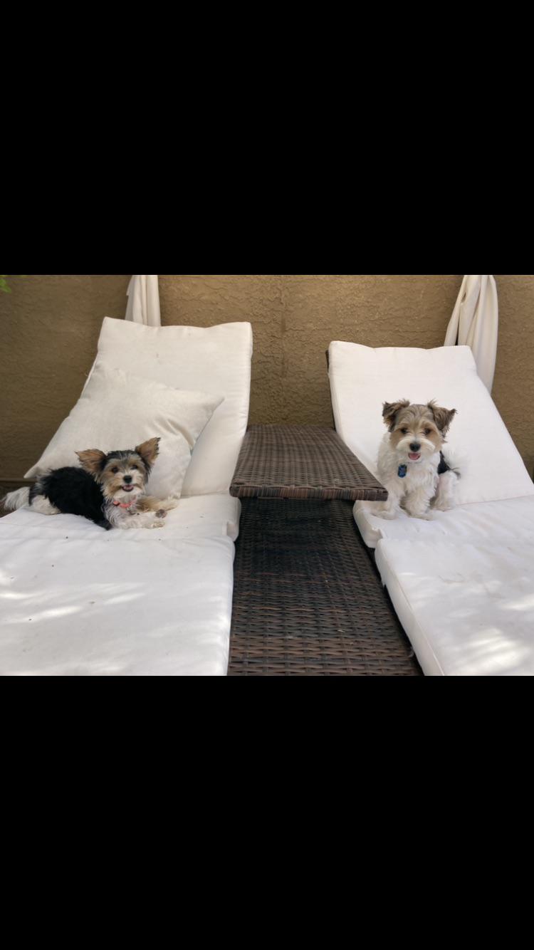 Benji and Tinkerbell catching some sun from their lounge chairs | Scrolller