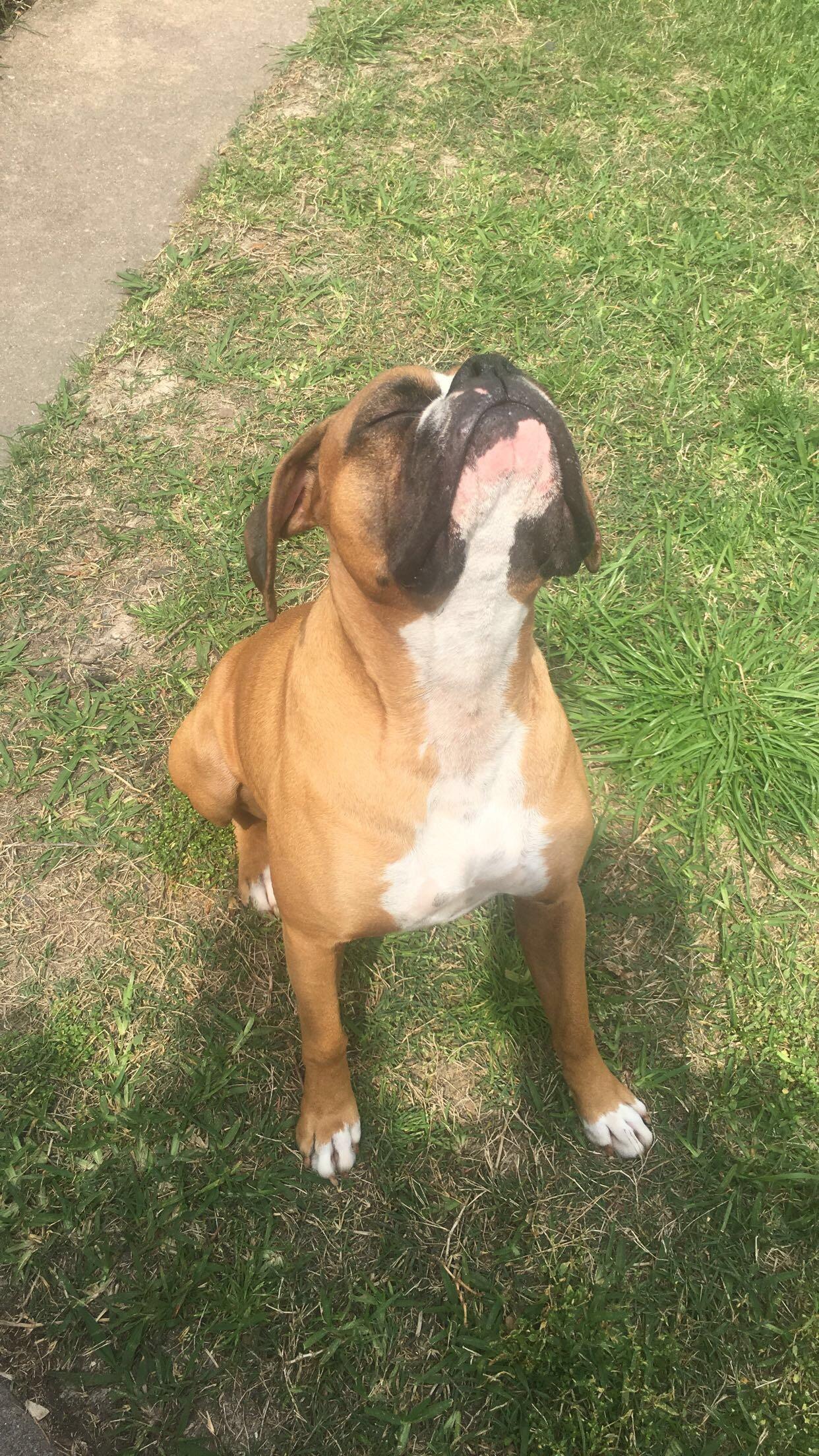 Benji enjoying himself | Scrolller