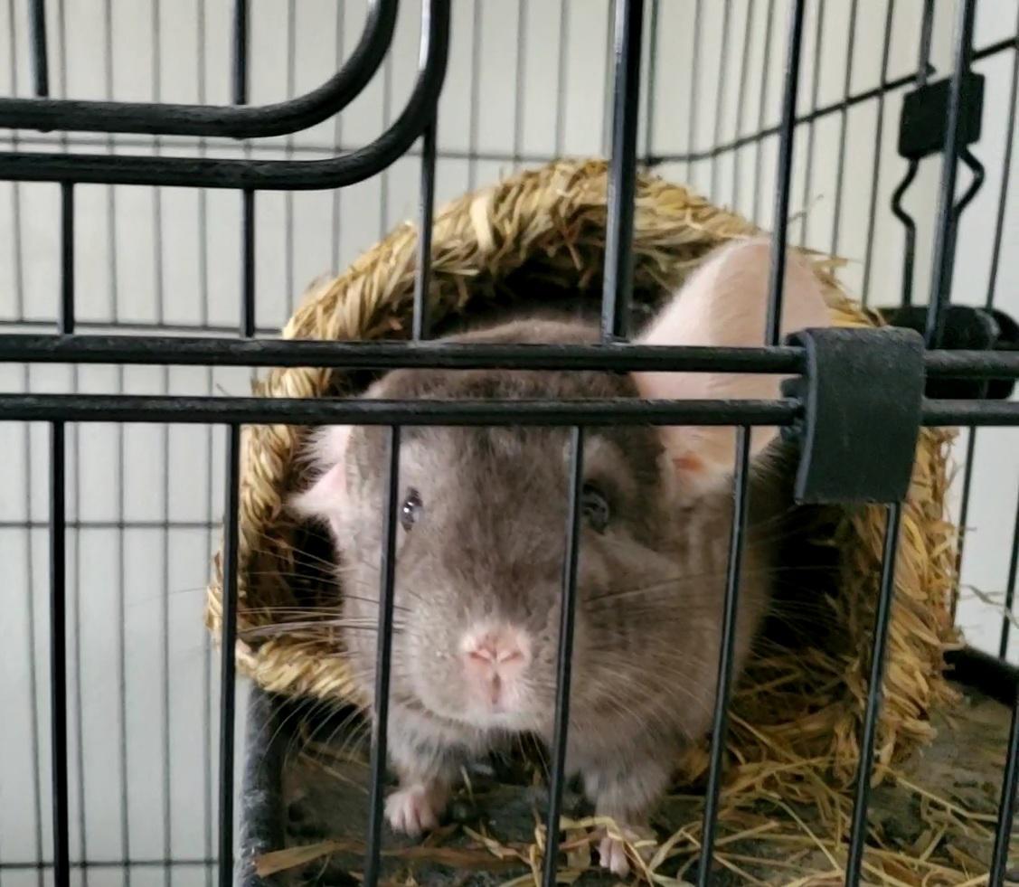 Benji in the hay hut. | Scrolller