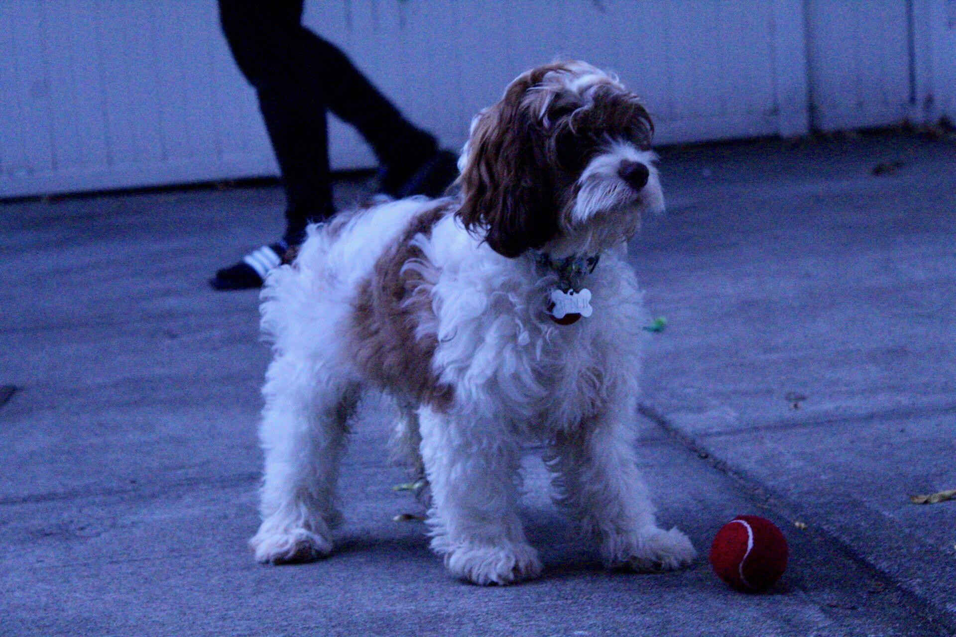 Benji looking like a tuff pup | Scrolller