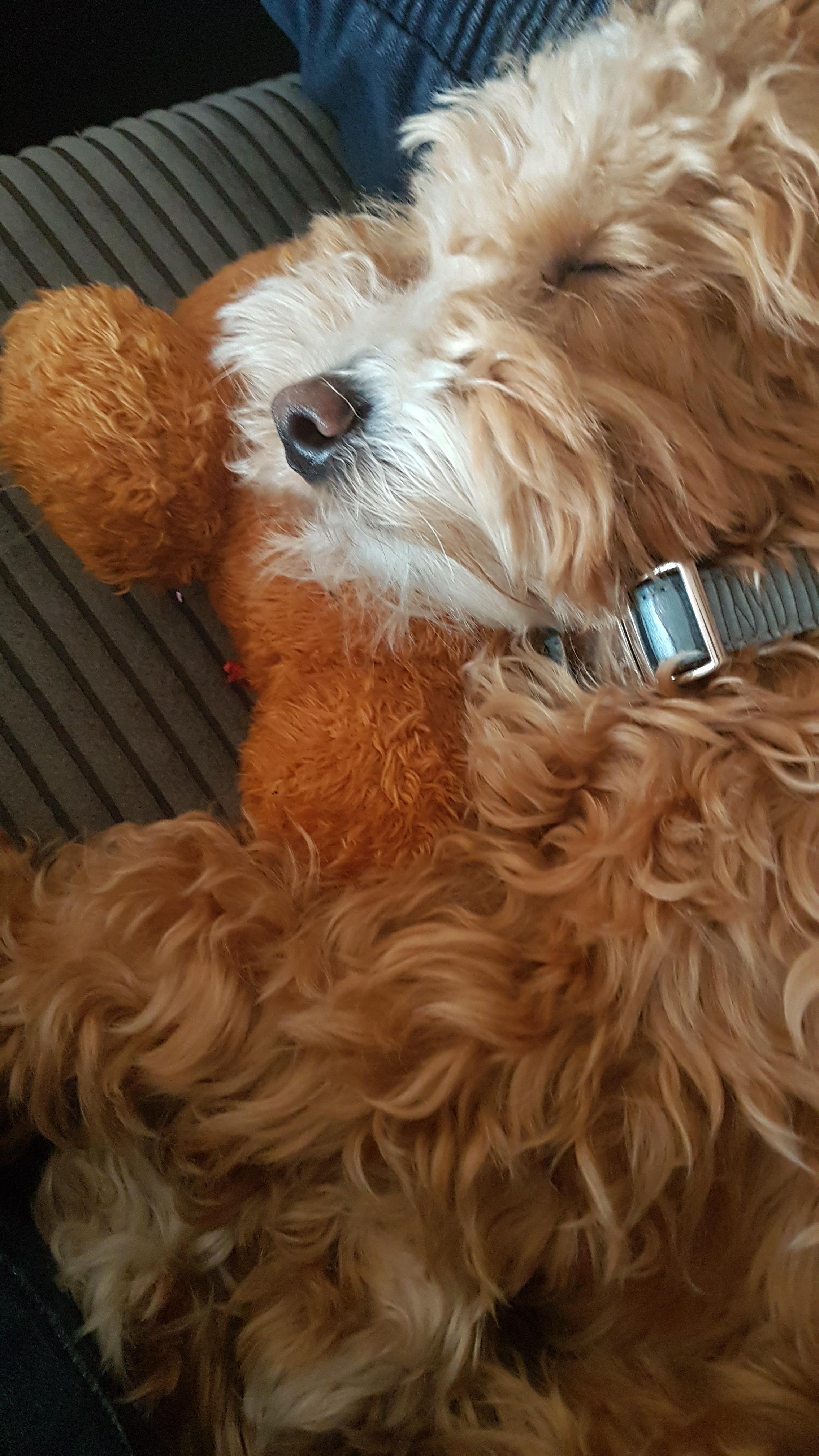 Benji. What a perfect dog | Scrolller