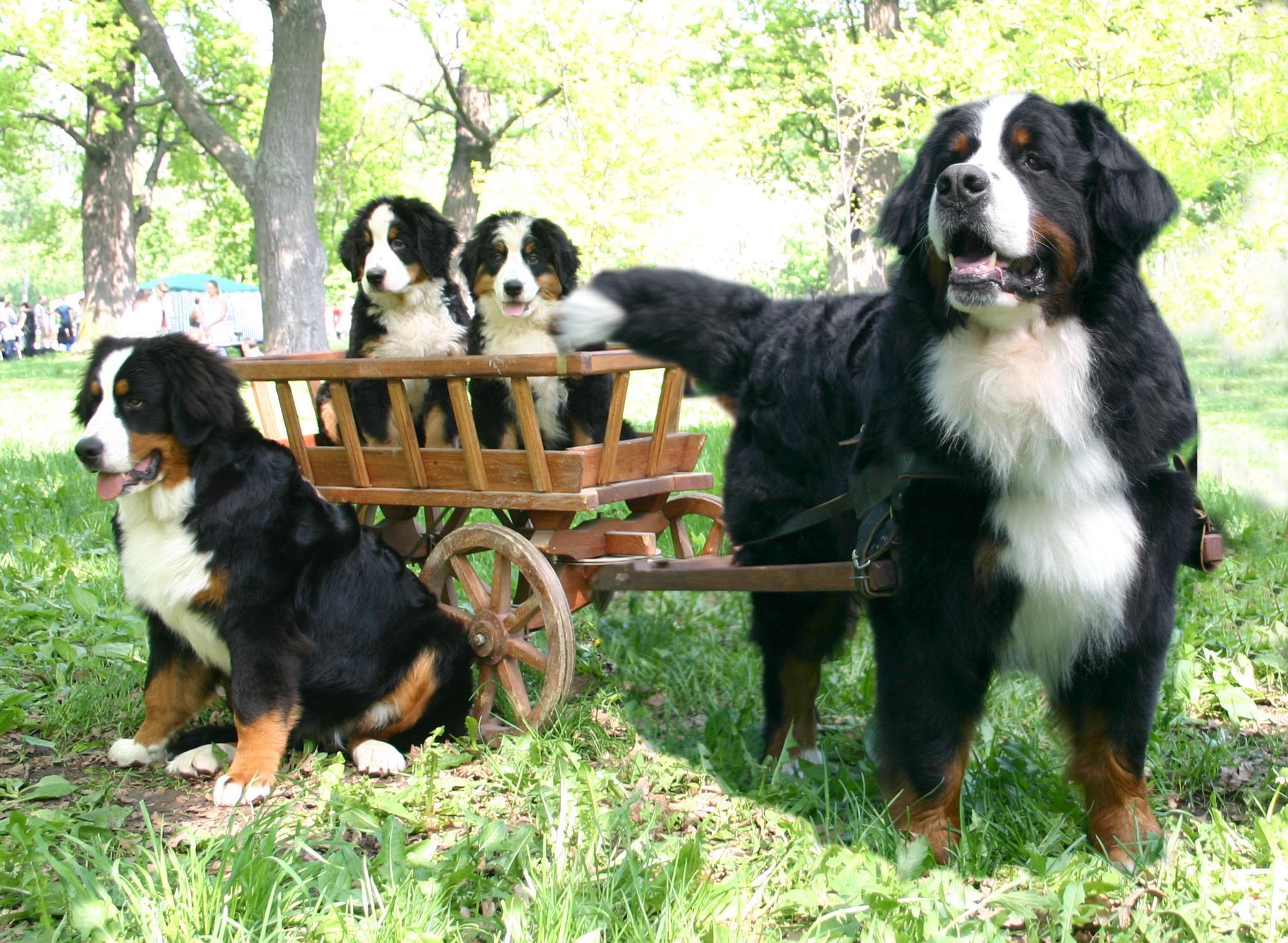 Bernese Mountain Dog pup wagon | Scrolller