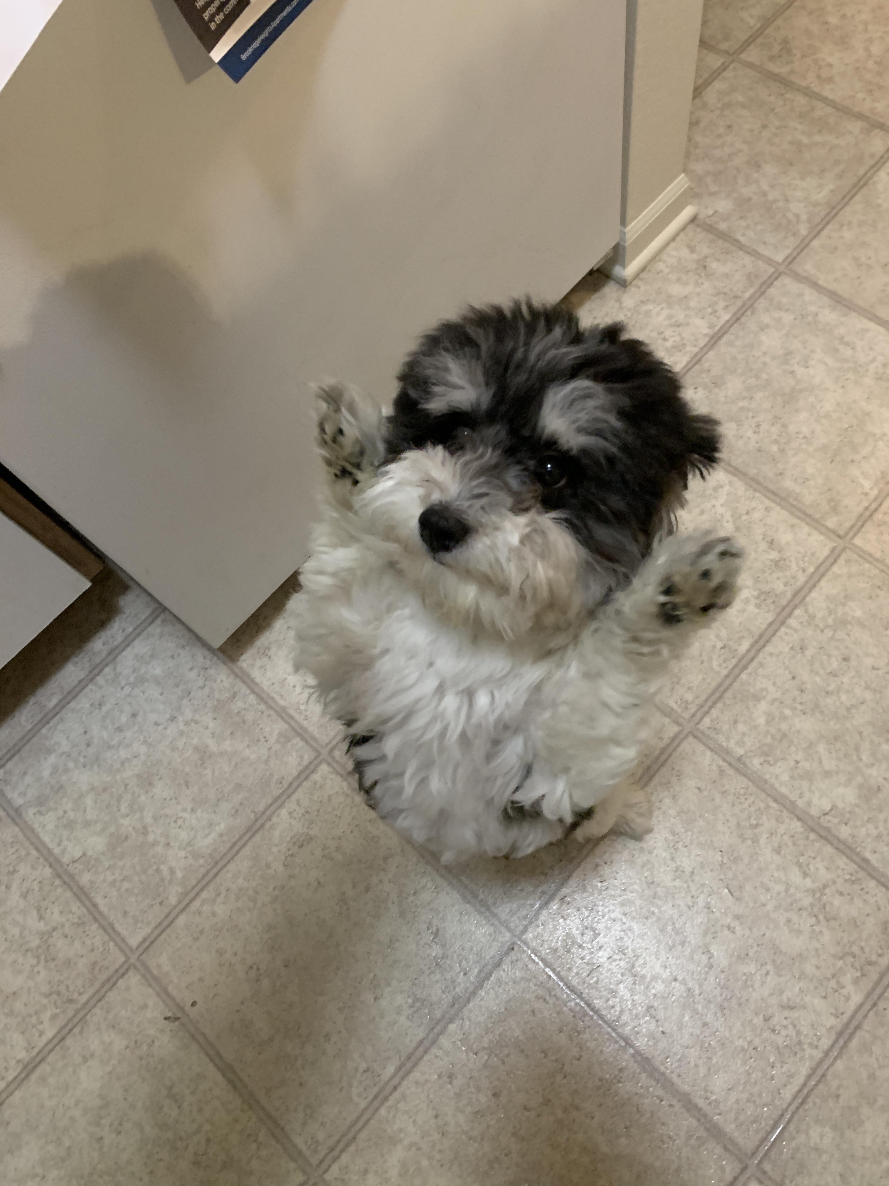 Bernie learning all the tricks! | Scrolller