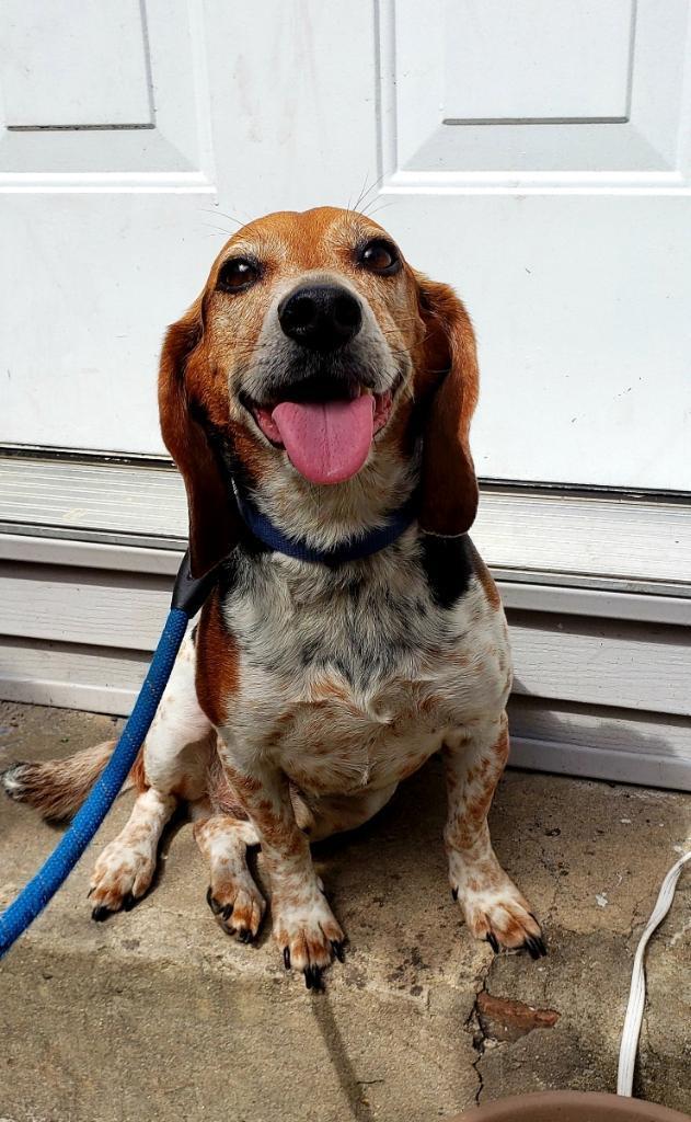 Best Beagle! | Scrolller