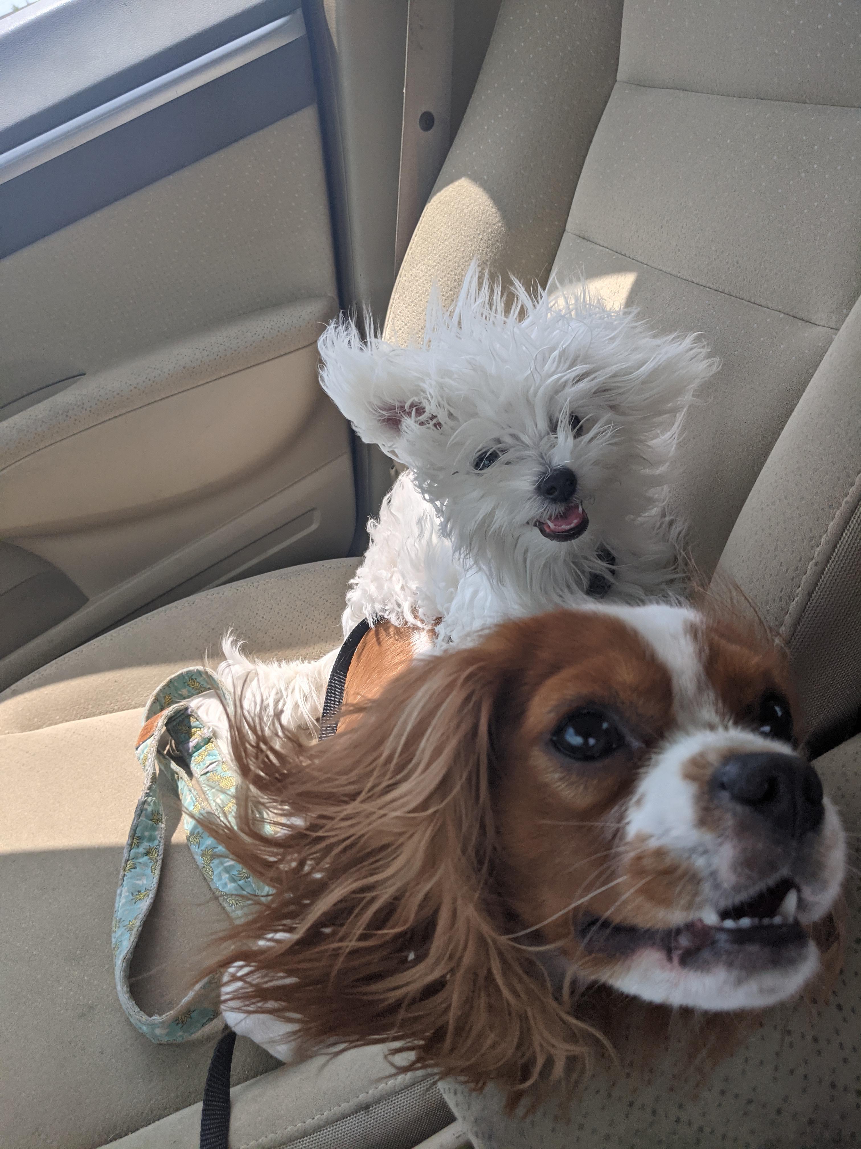 Best friends | Scrolller