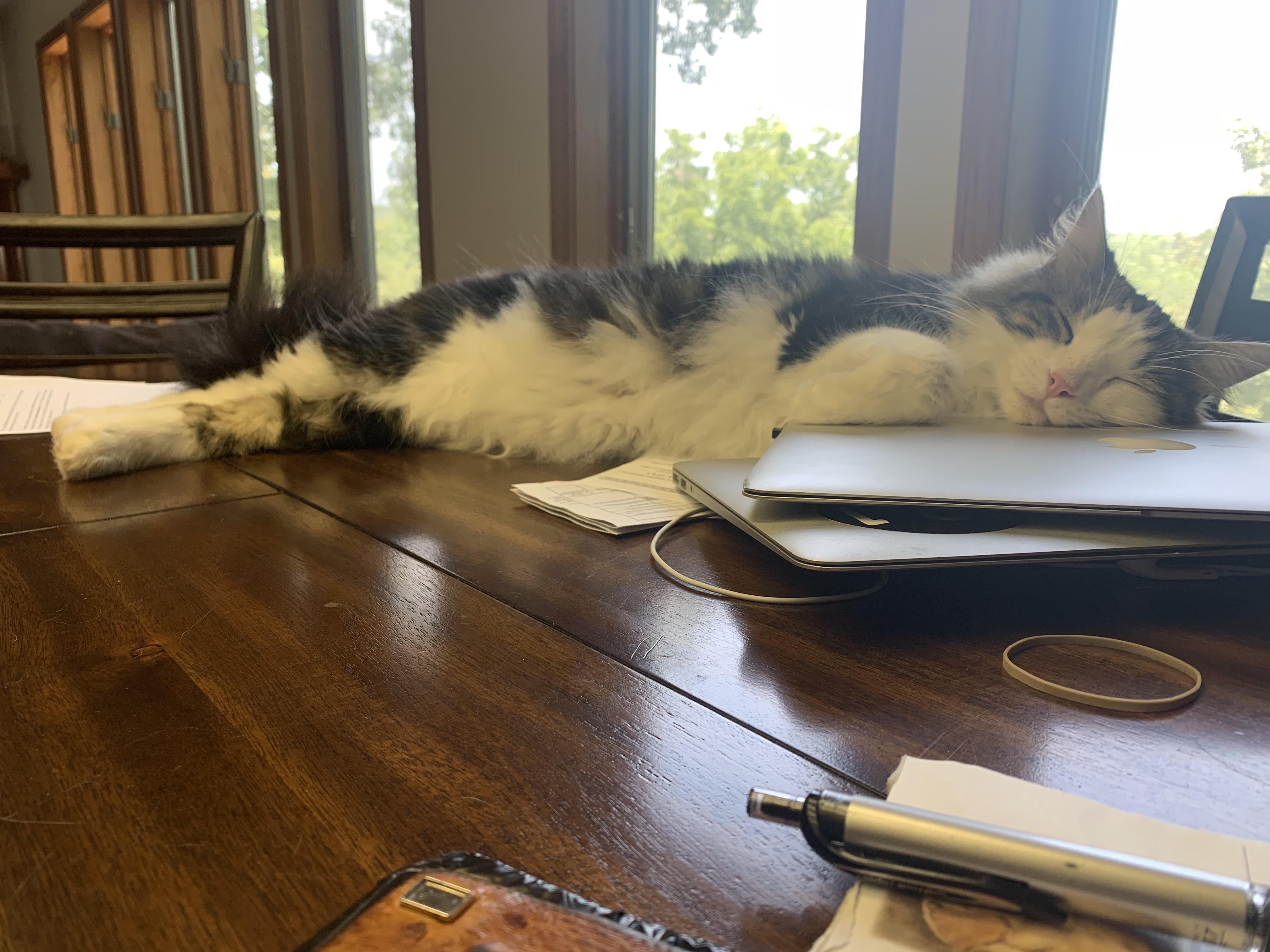 Best part of working remote. | Scrolller