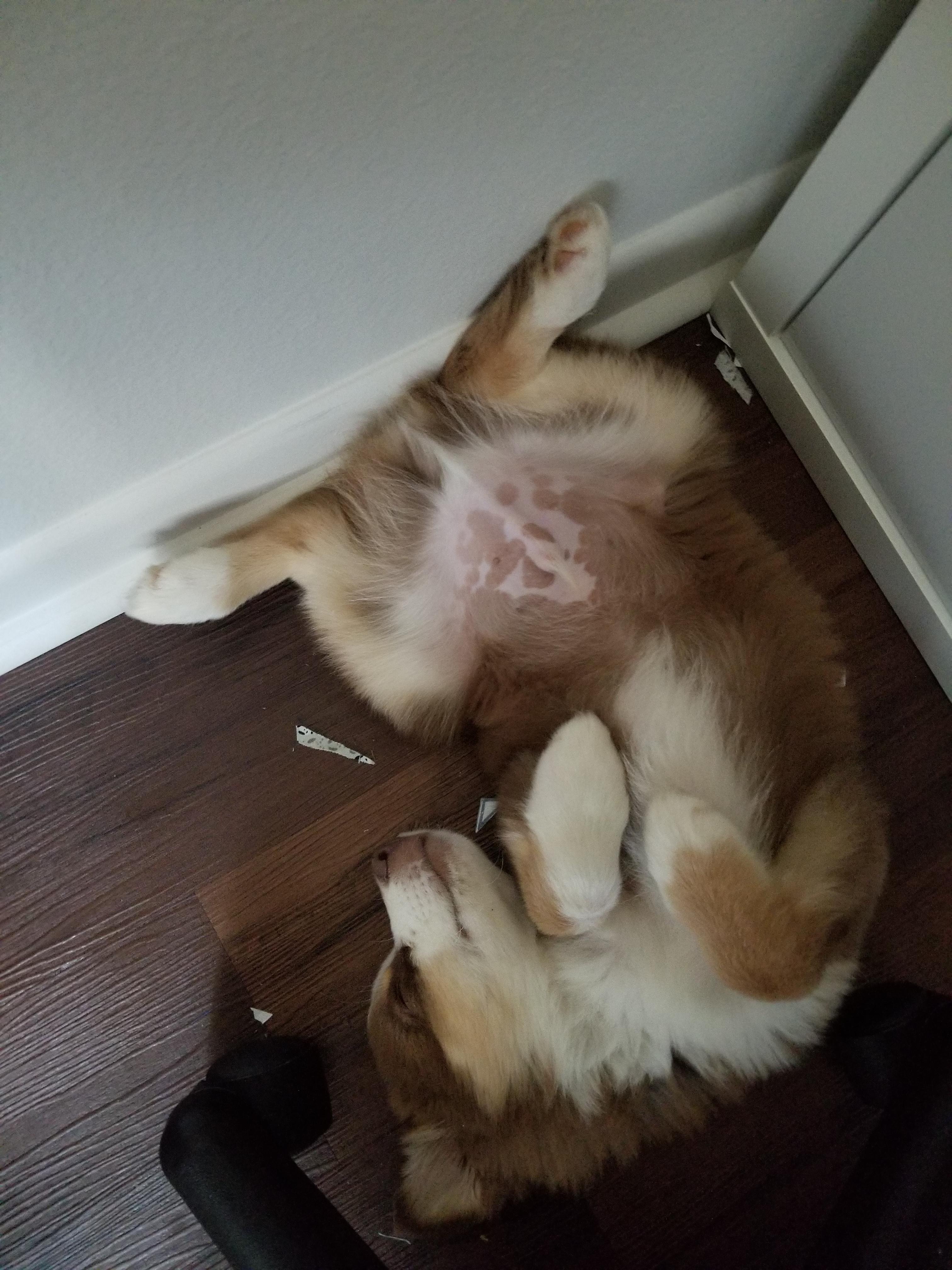 Best way to sleep! Bellies up! | Scrolller