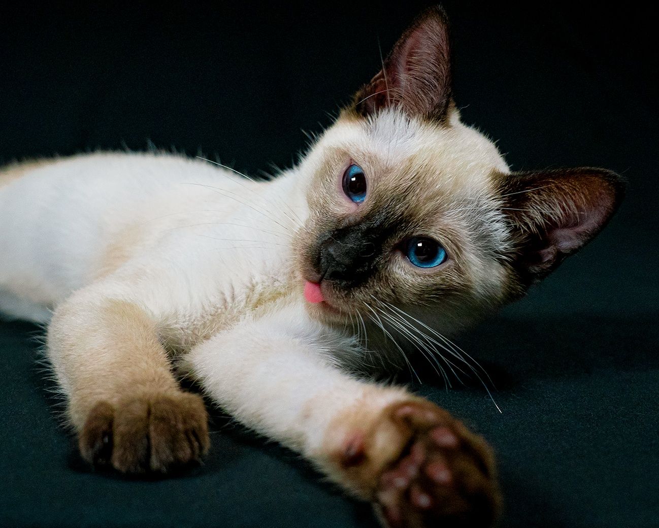 BF did a photo shoot with our new boy milo, this blep is my favorite :3 | Scrolller