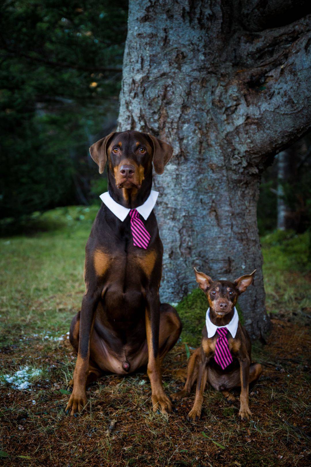 Big and Little | Scrolller