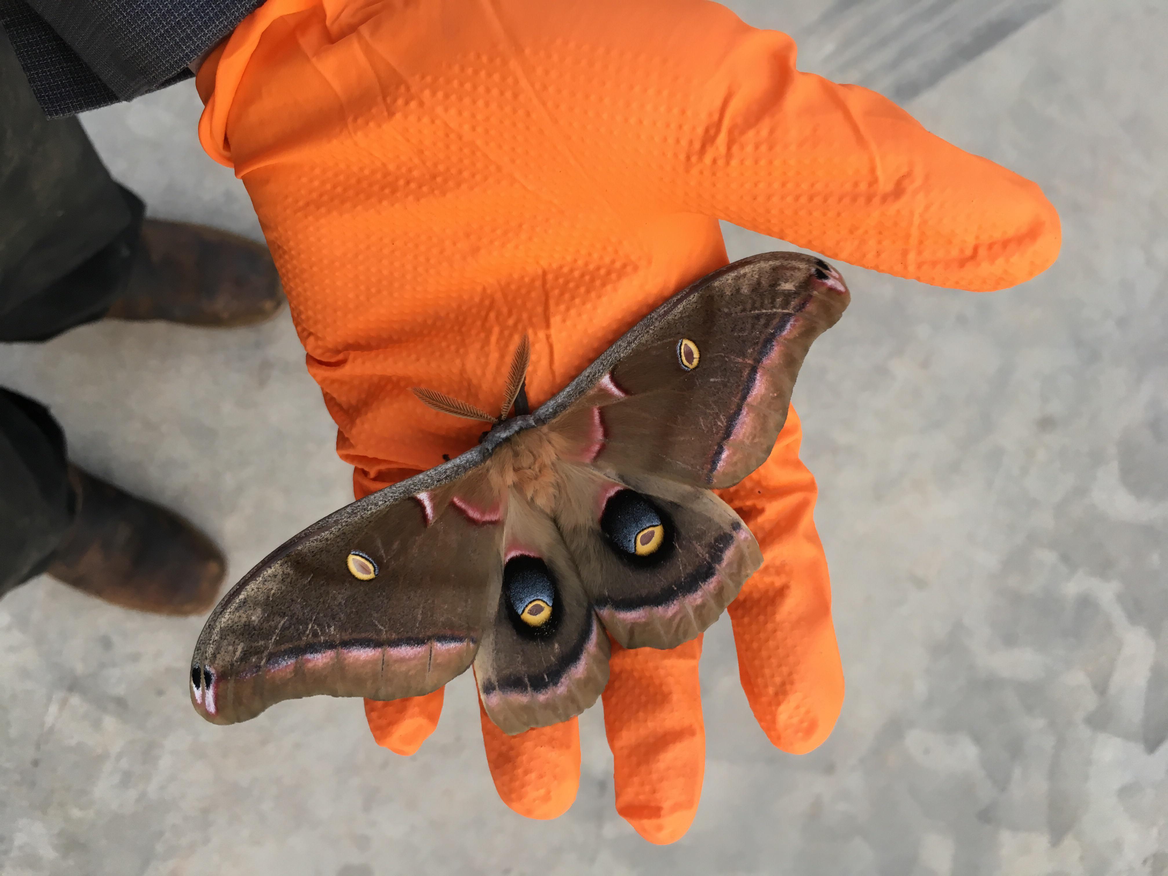 Big beautiful boi! | Scrolller