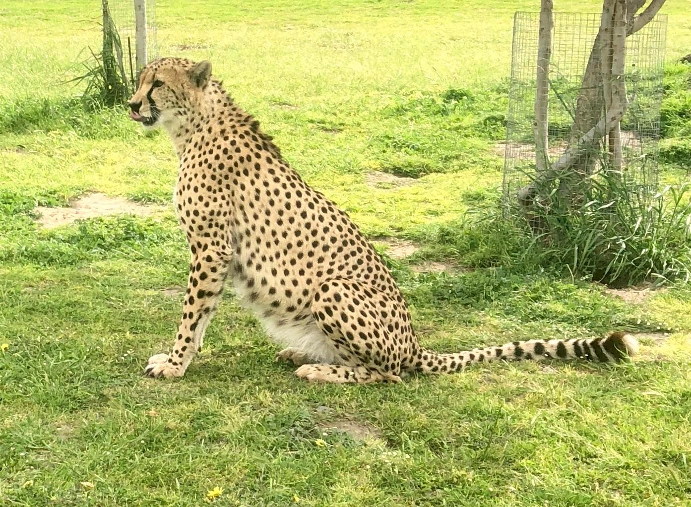 Big boy mlemin’ at a cheetah sanctuary | Scrolller