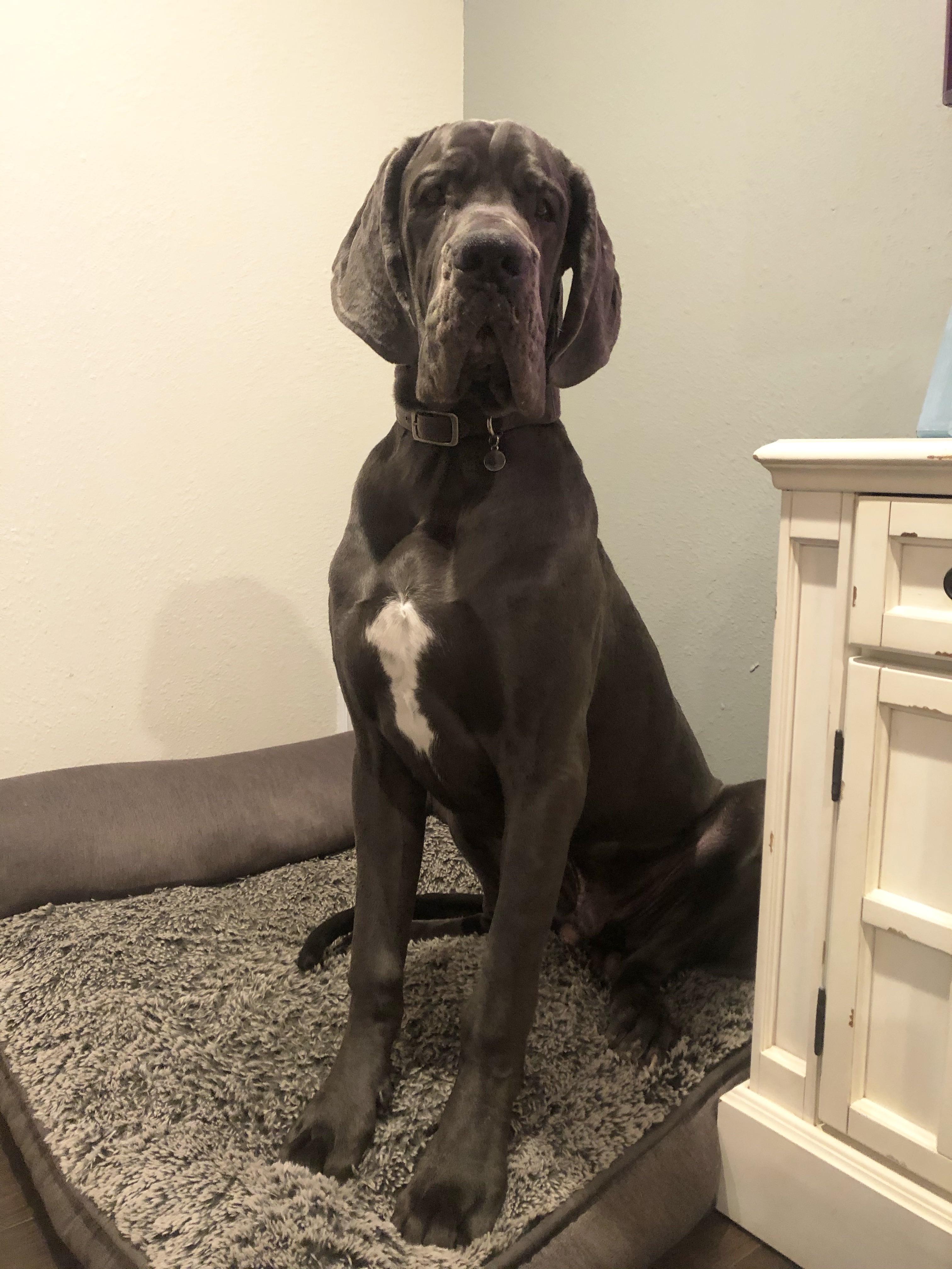 Big boys growing so fast | Scrolller