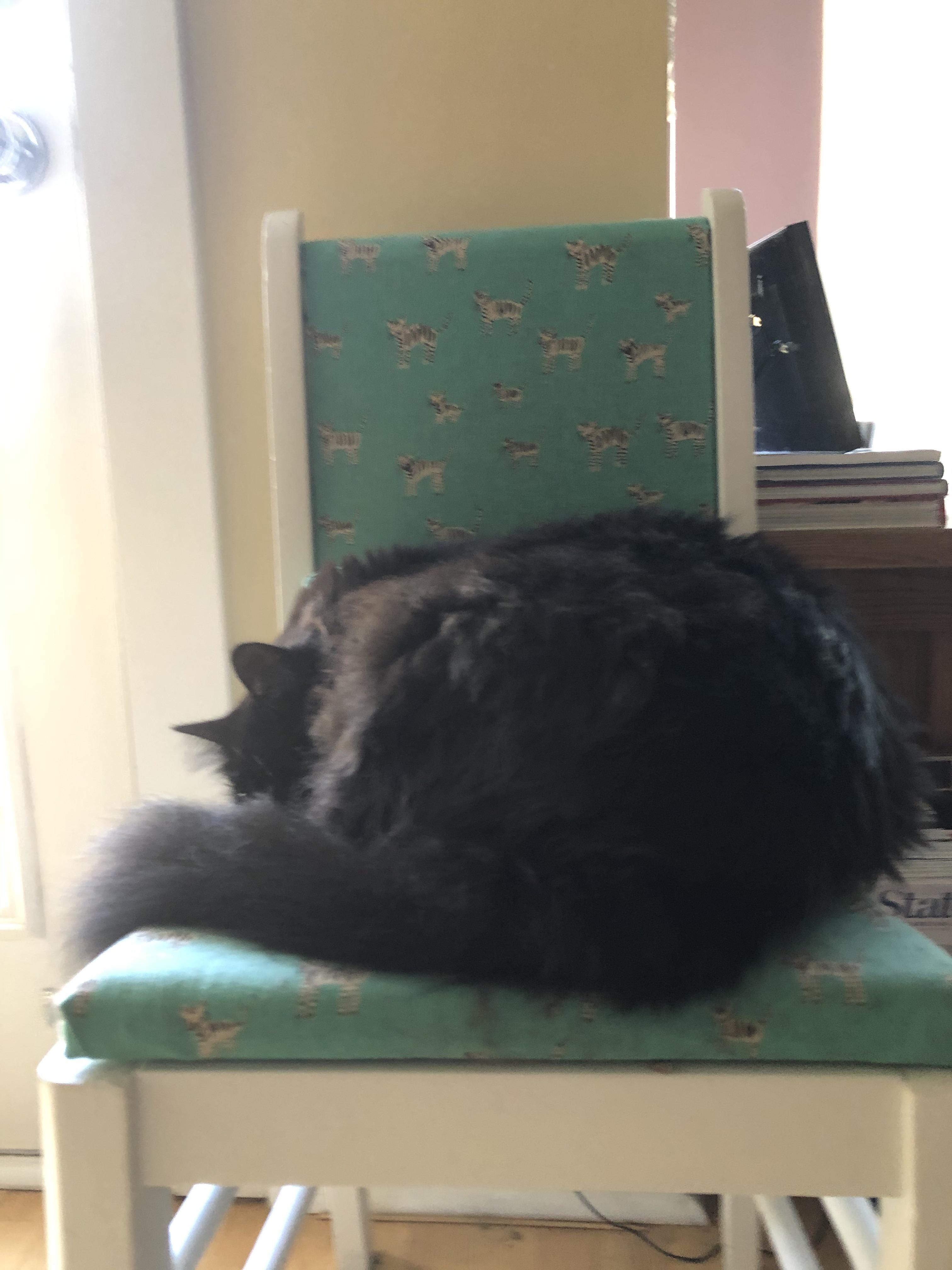 Big cat on a tiny chair | Scrolller