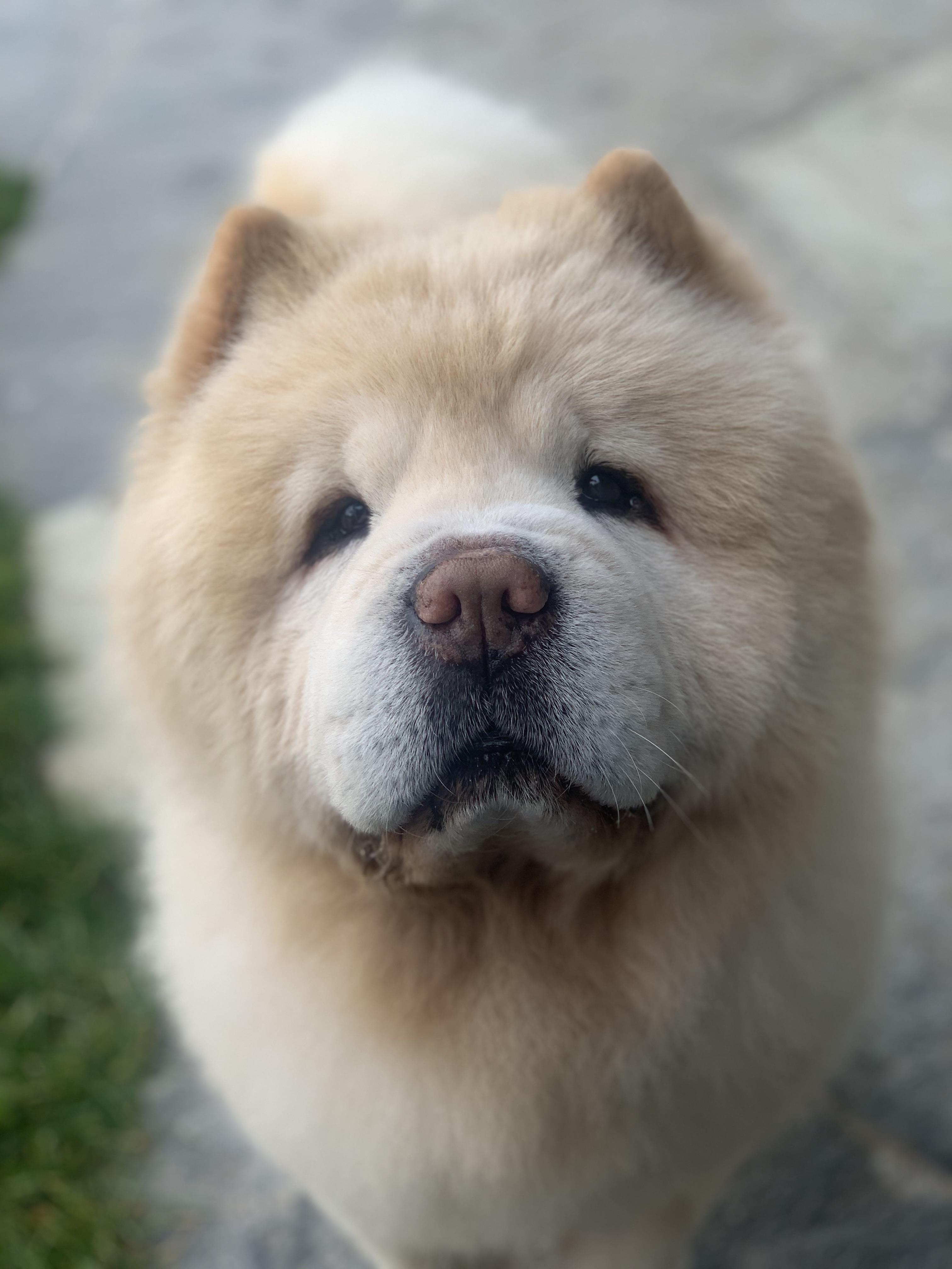 Big floof 😍 | Scrolller