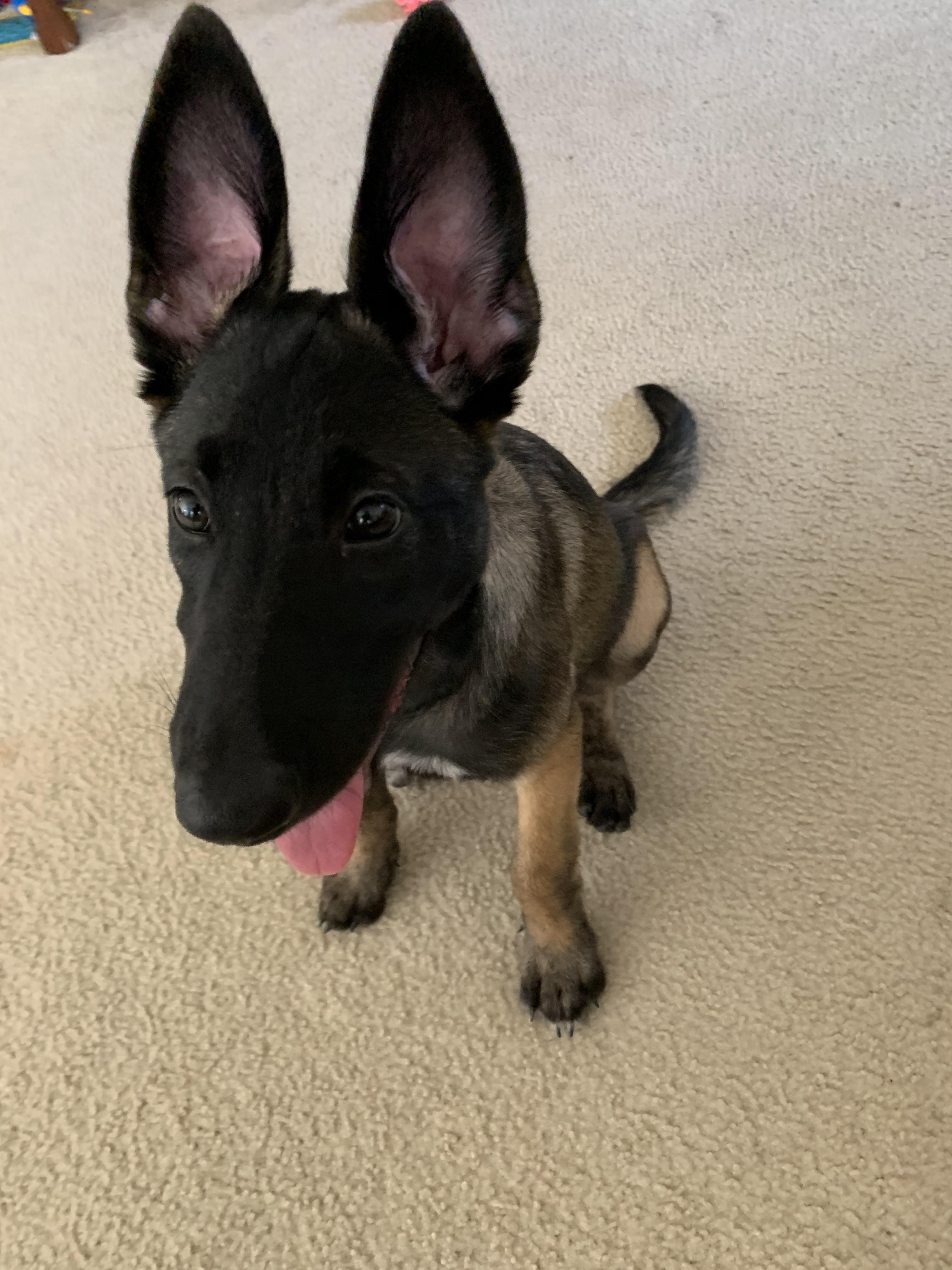 Big girl Big ears | Scrolller