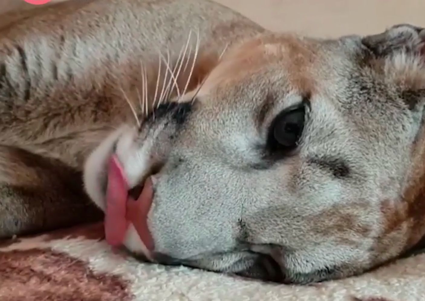 Big kitty sweetness. Credit Genius Cute. | Scrolller