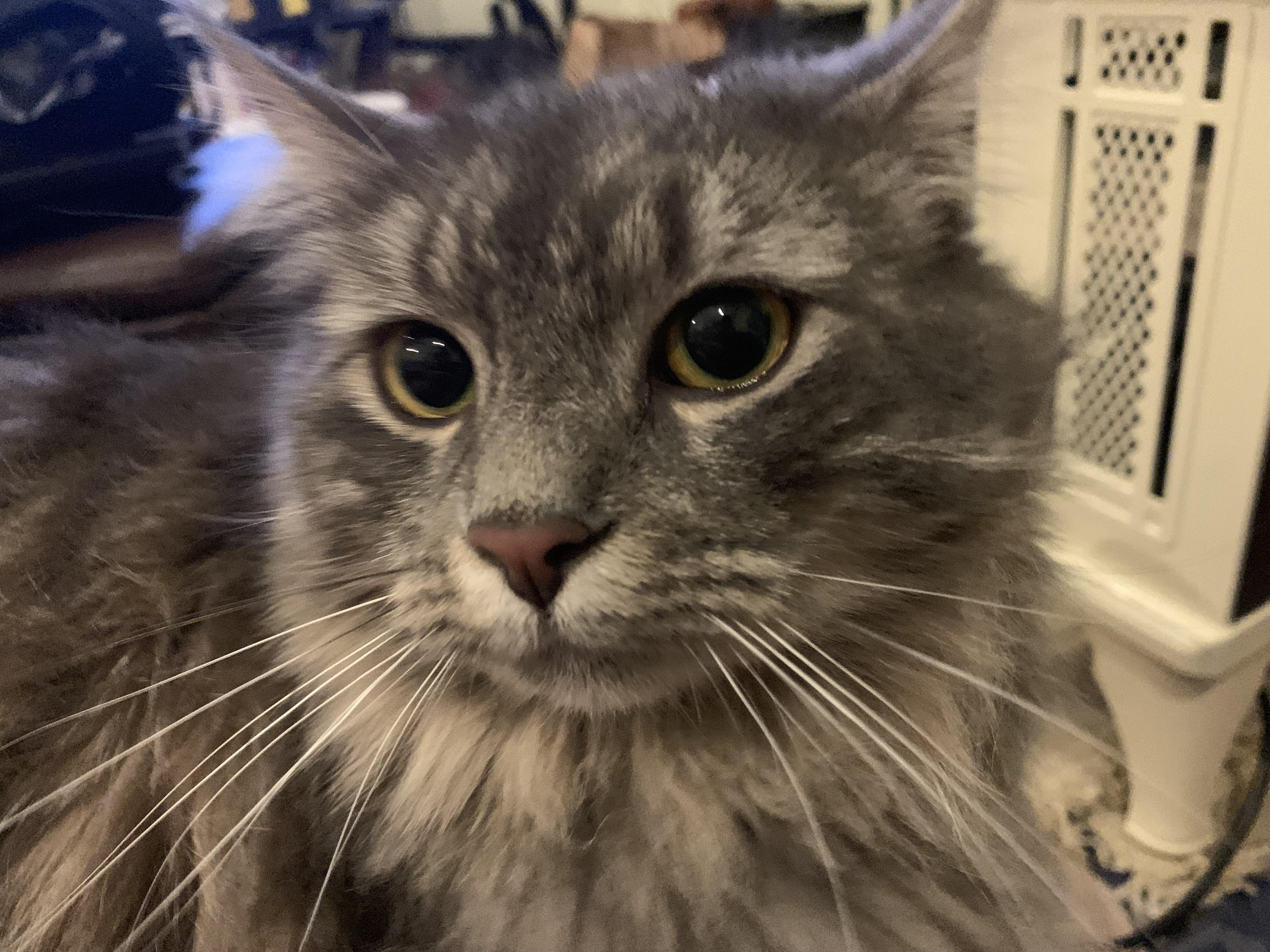 Big ole fluff ball | Scrolller