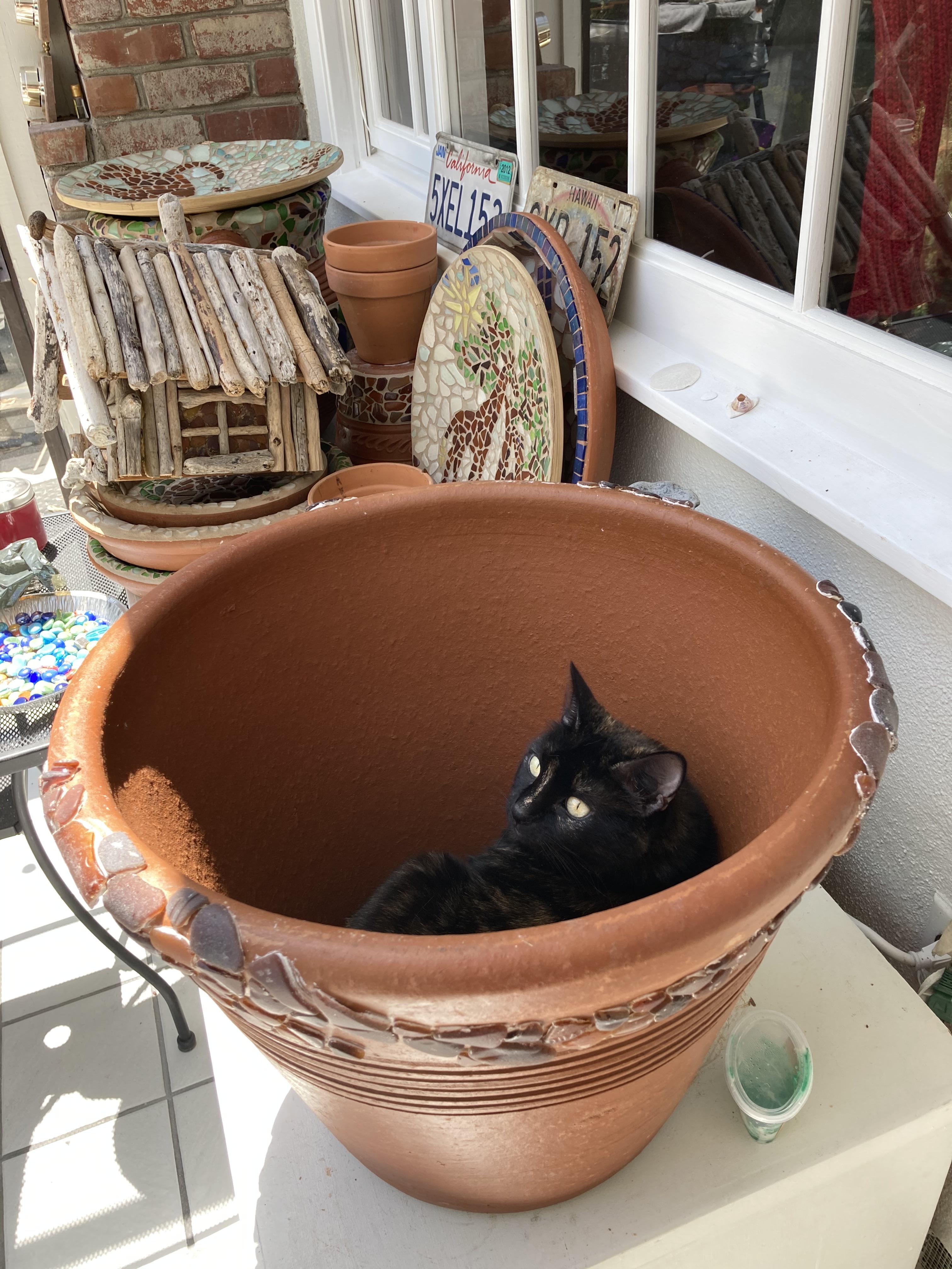 Big pot for a big cat | Scrolller