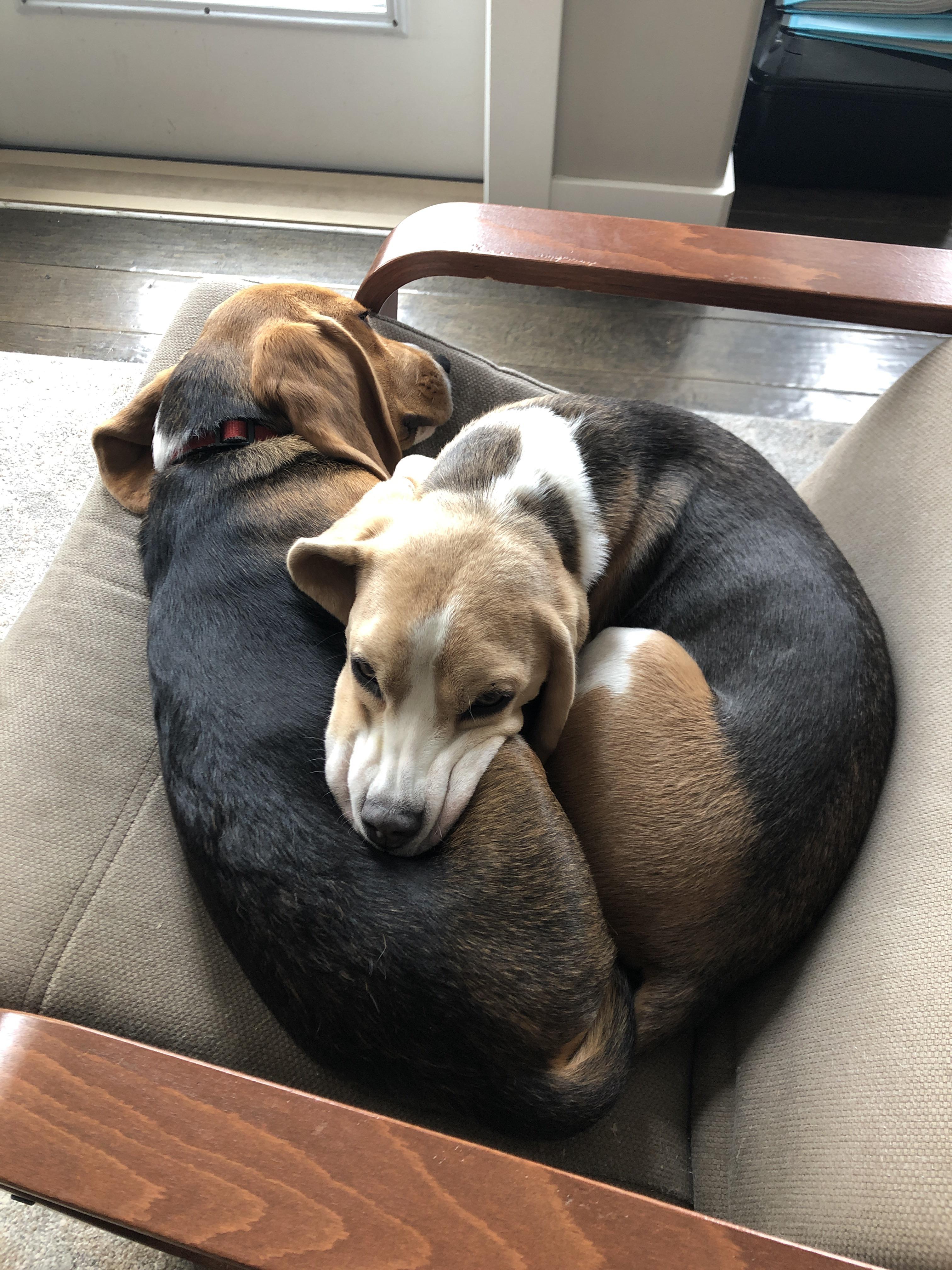Big Sis finally embracing a cuddle initiated by Li’l Bro | Scrolller Big Sis finally embracing a cuddle initiated by Li’l Bro | Scrolller