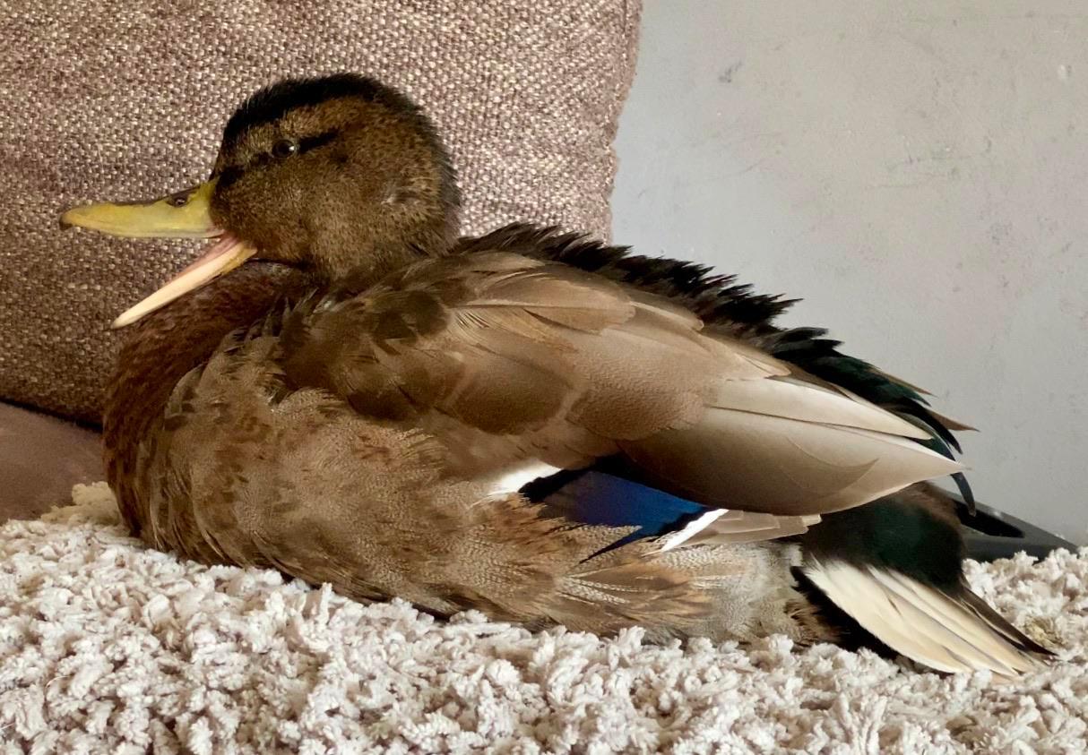 Big yawn! | Scrolller