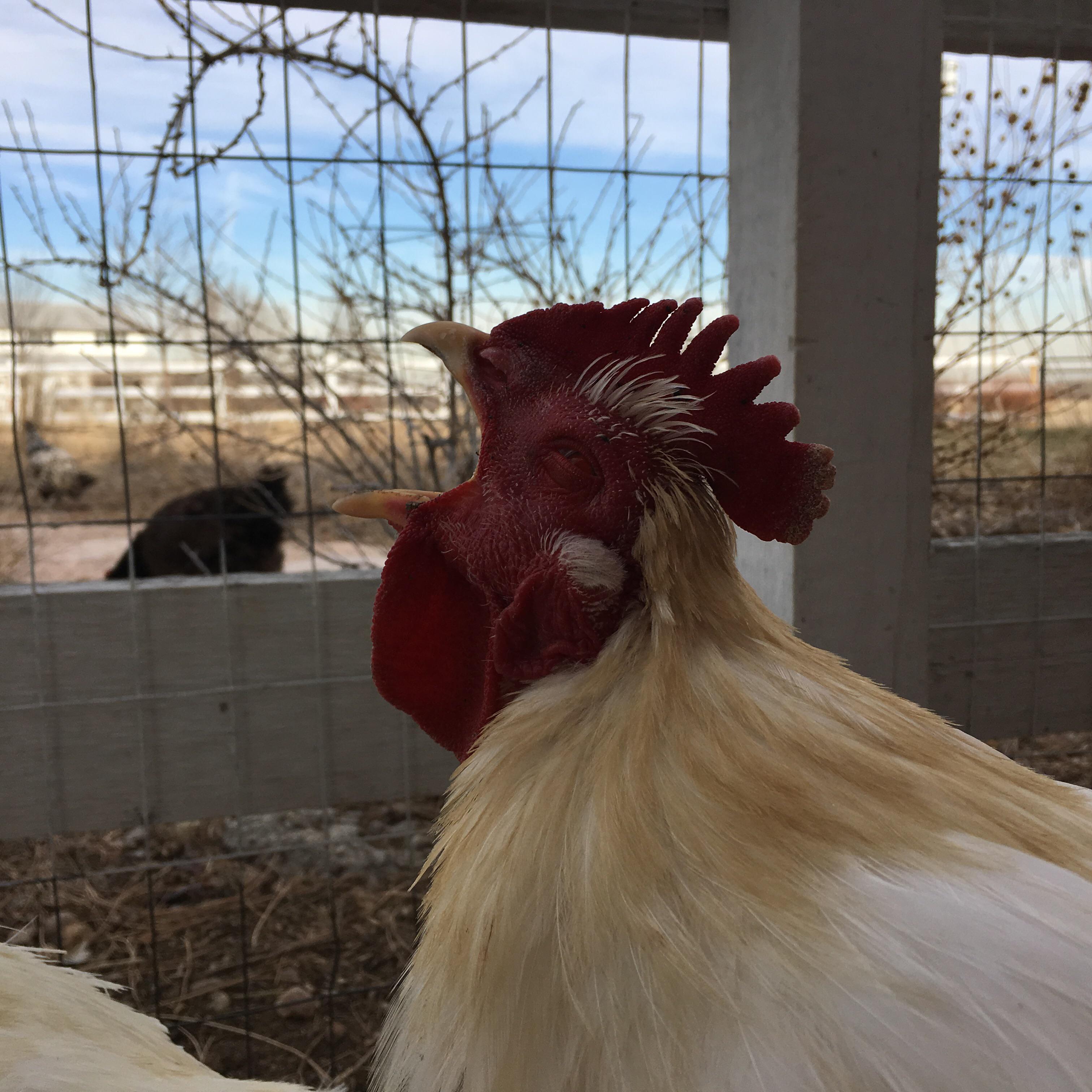 Big yawn | Scrolller