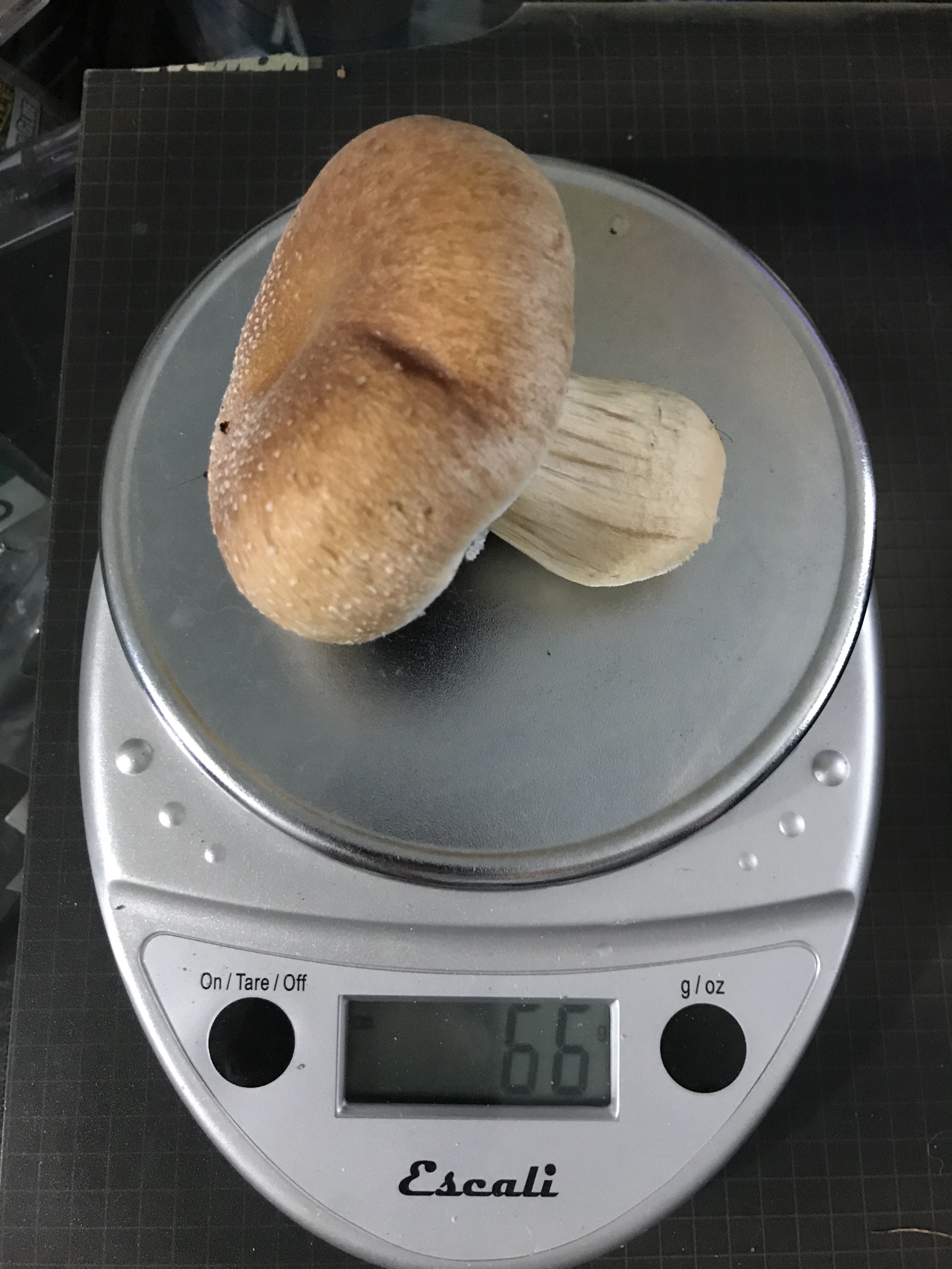 Biggest chonker yet | Scrolller