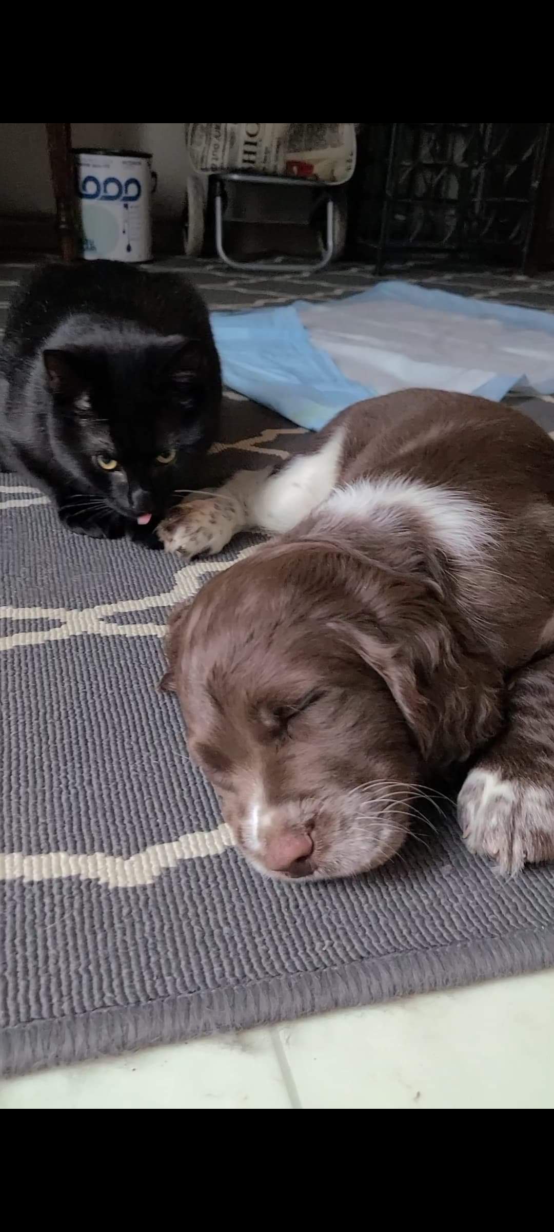 Binx gets impatient when Cannoli sleeps in. | Scrolller