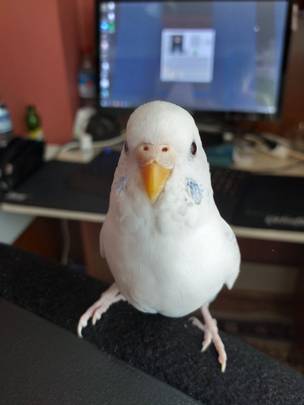 Birb alert | Scrolller