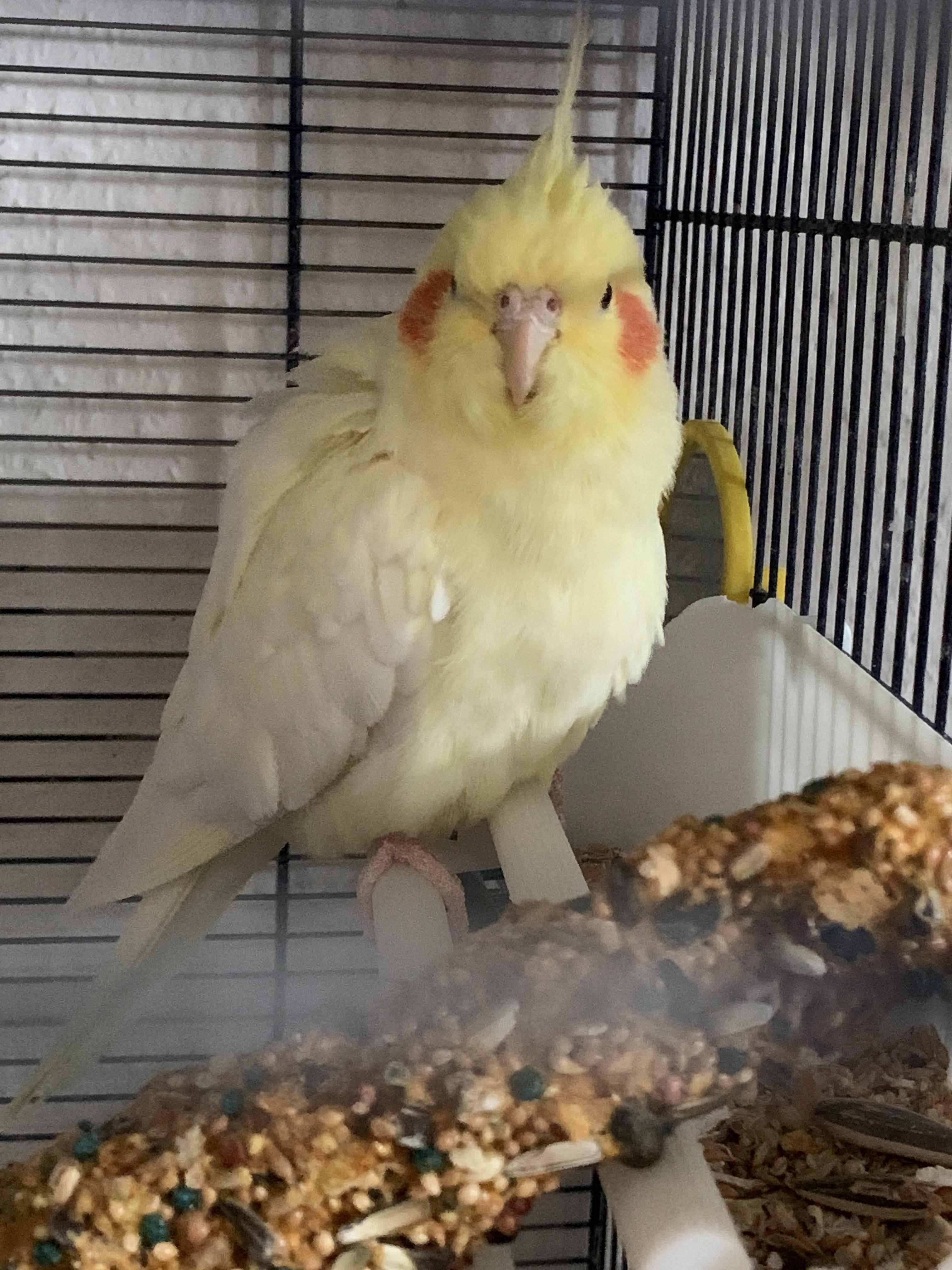 Birb does a big floof | Scrolller