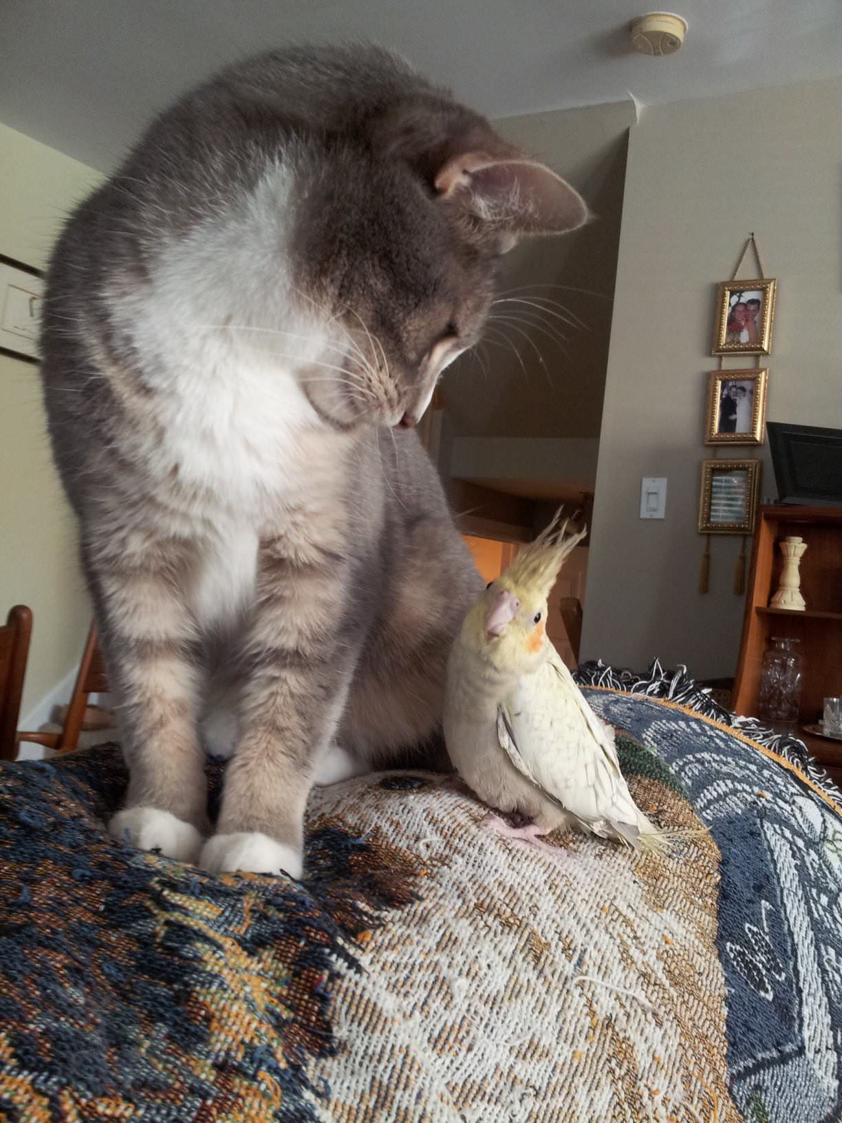 Birb just wants to snuggle | Scrolller