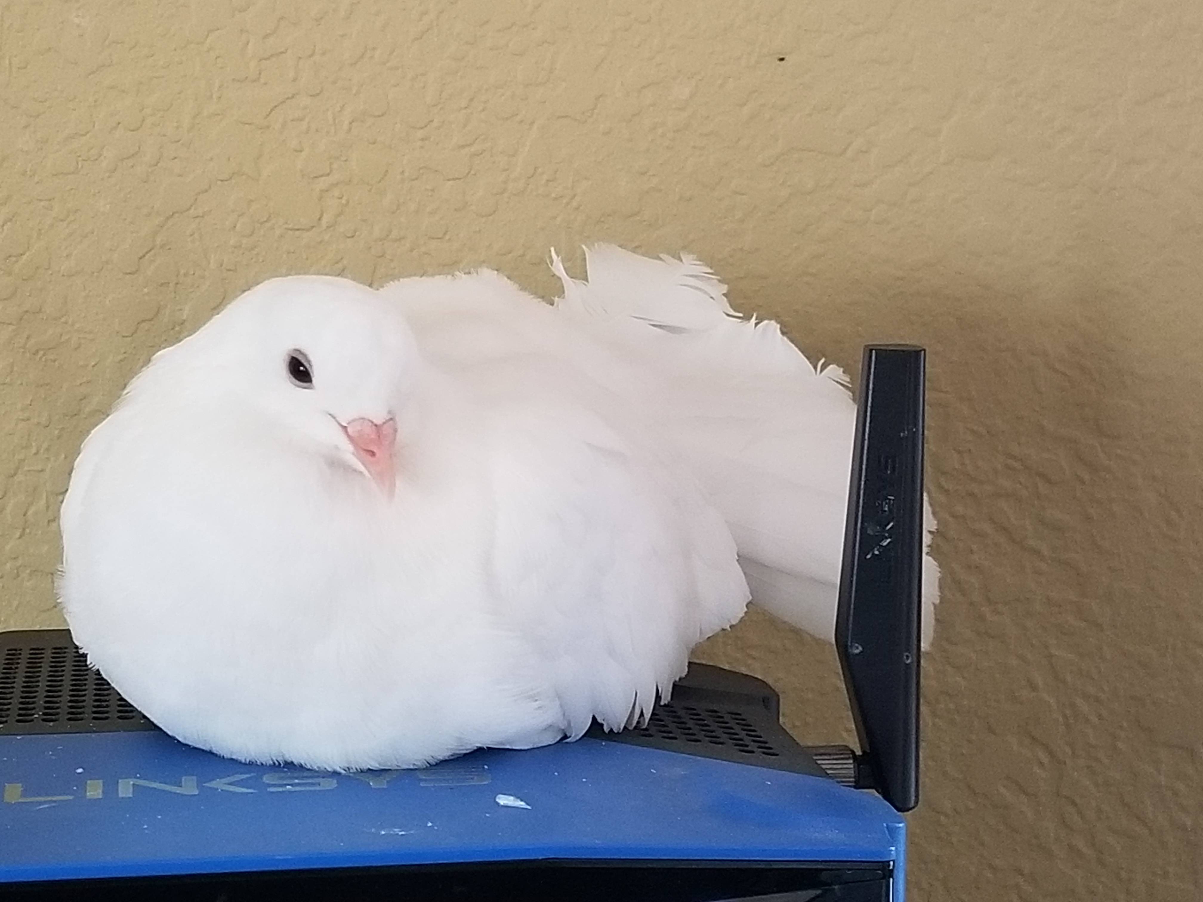 Bird loaf on my modem | Scrolller
