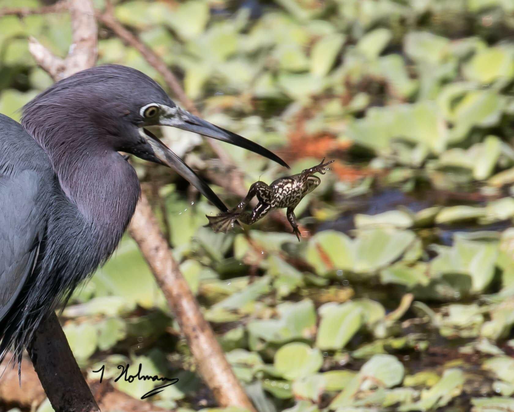Bird snatching a frog | Scrolller