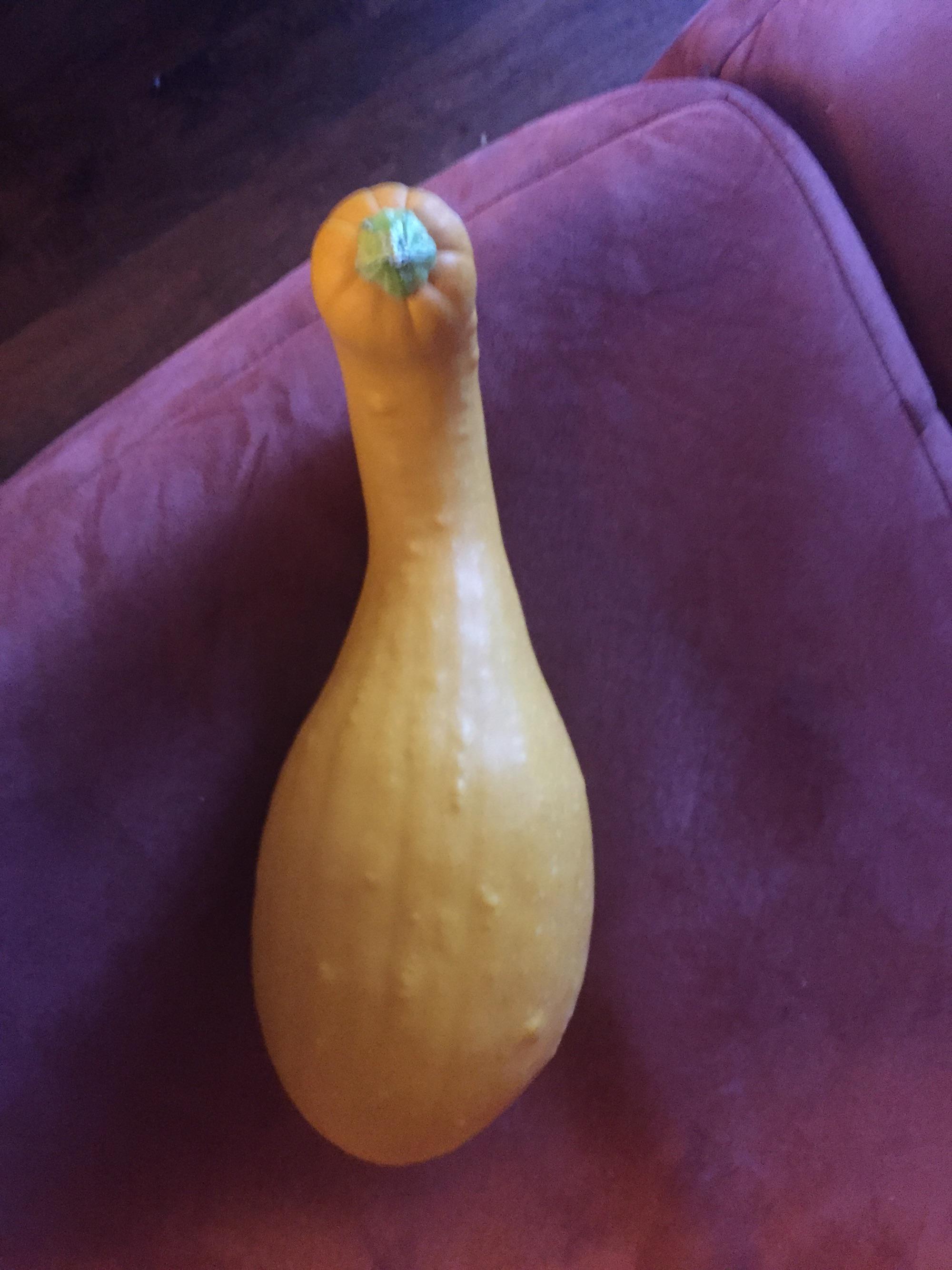 Bird Squash | Scrolller