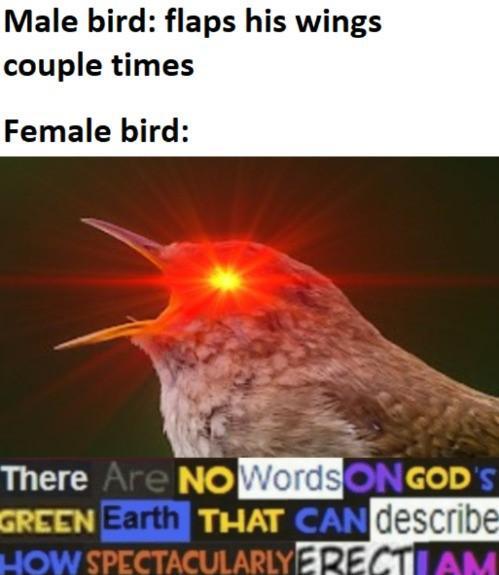 Birds do be like that | Scrolller