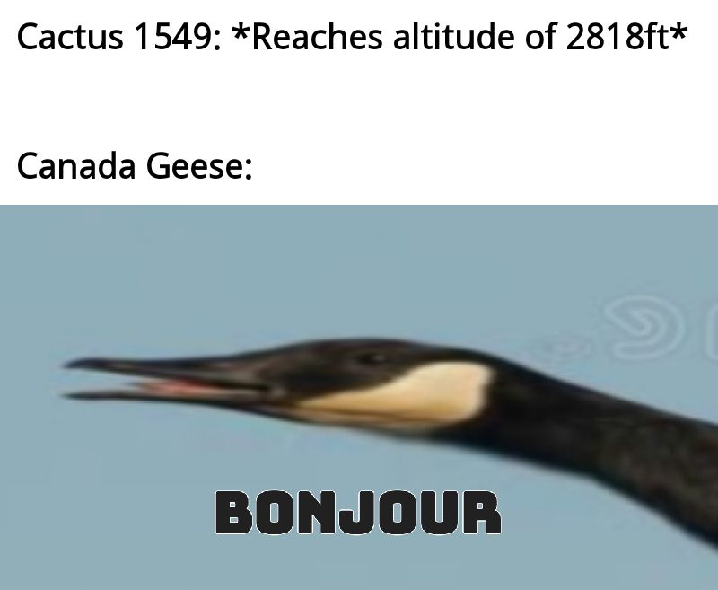 "Birds!" | Scrolller