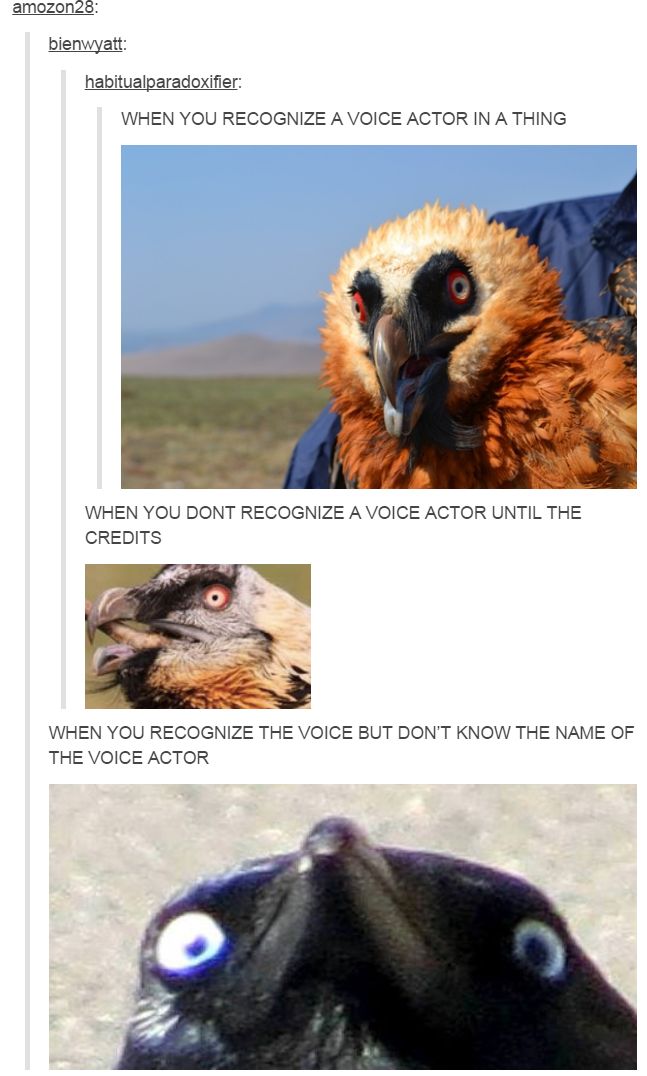 Birds have so memeable faces. (maetel) | Scrolller