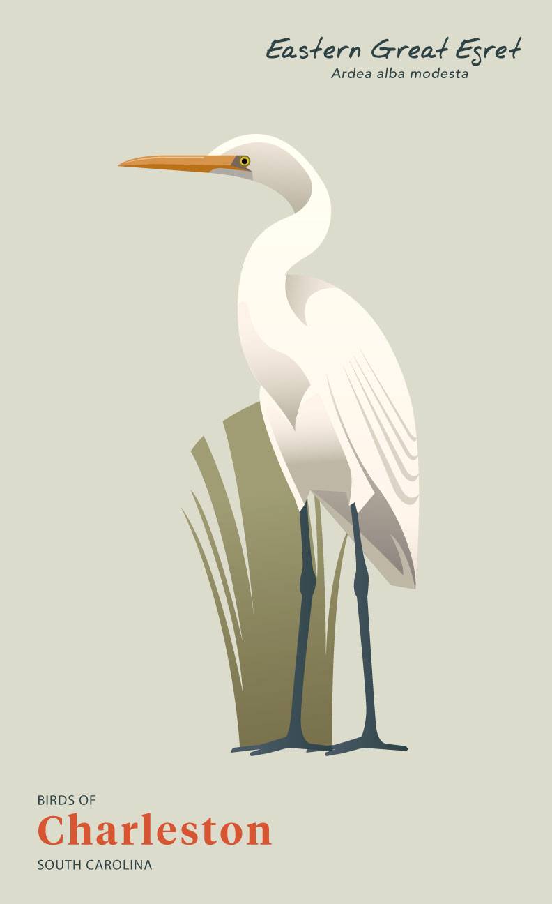 "Birds of" series. Eastern Great Egret (OC) | Scrolller