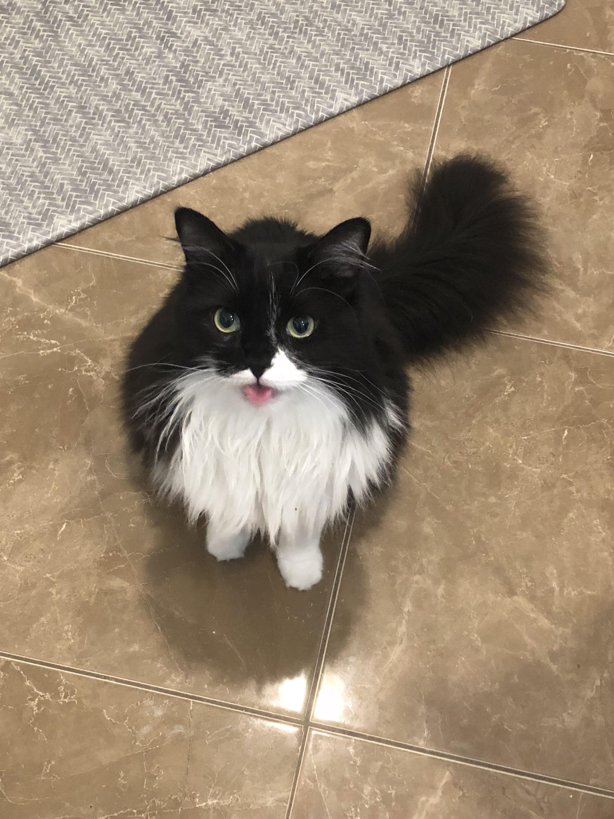 Birthday blep! The treats go here, right in here, mommy. | Scrolller