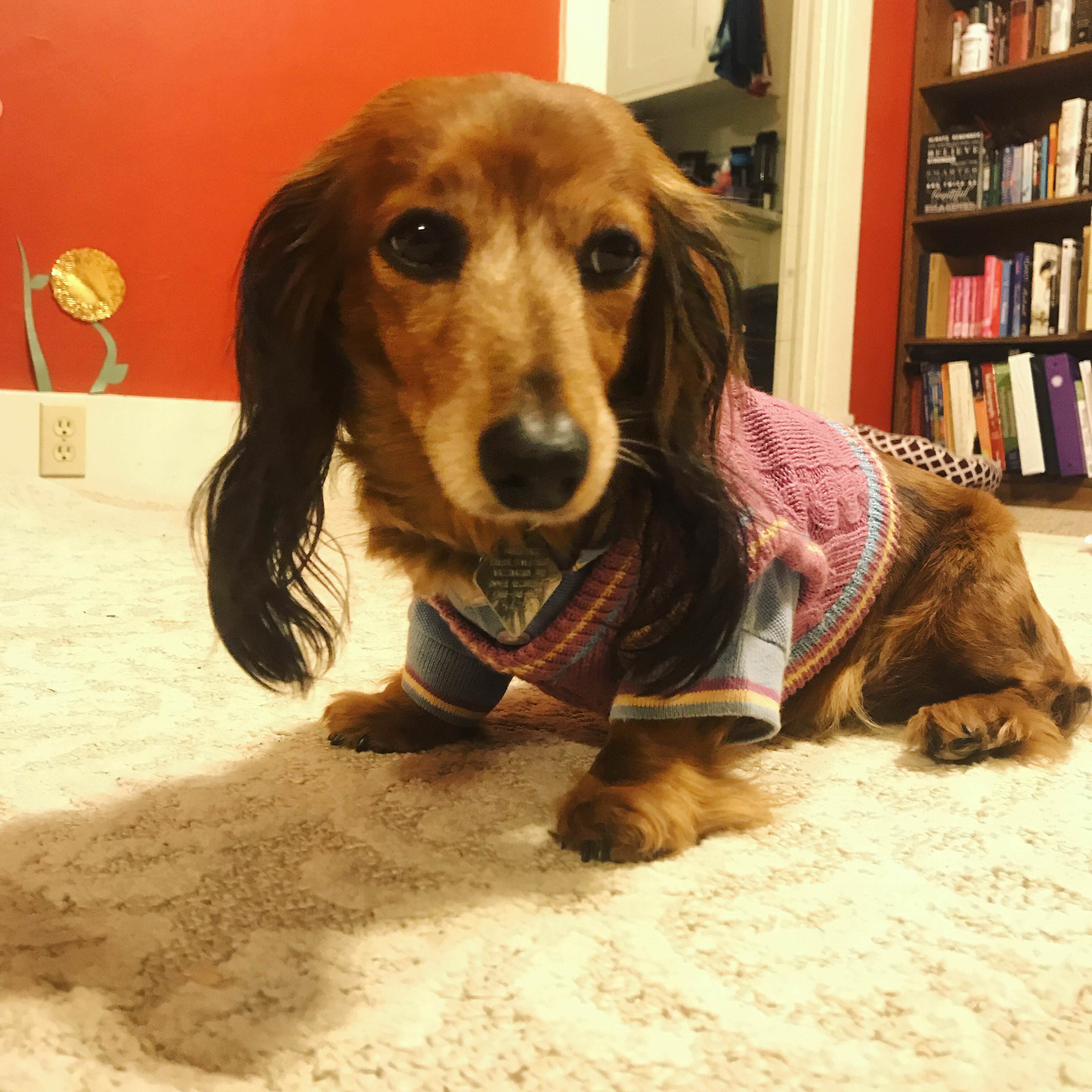 Birthday Pupper | Scrolller