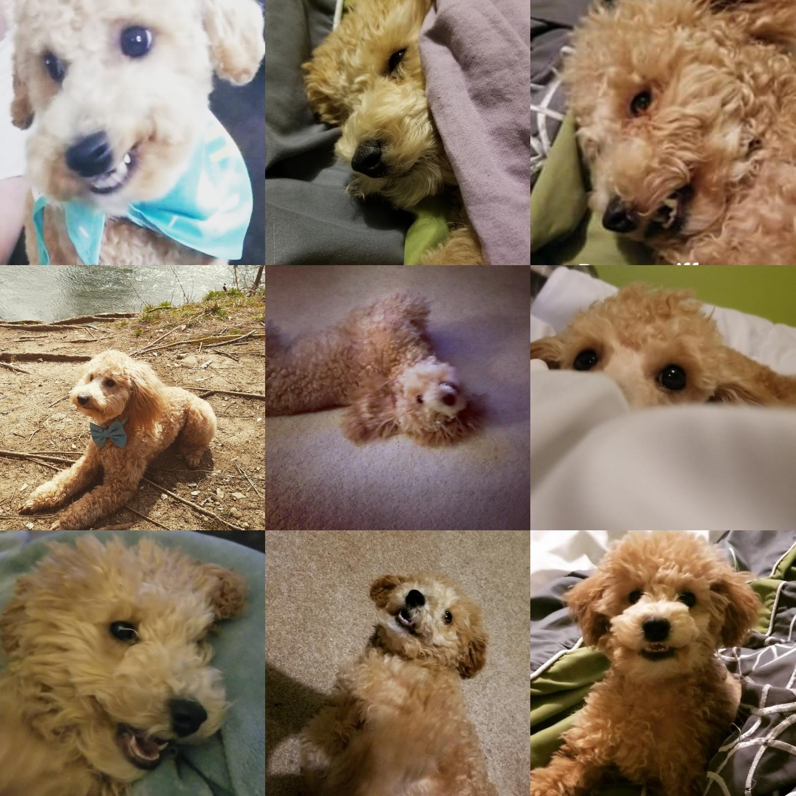 Biskit has meme potential | Scrolller