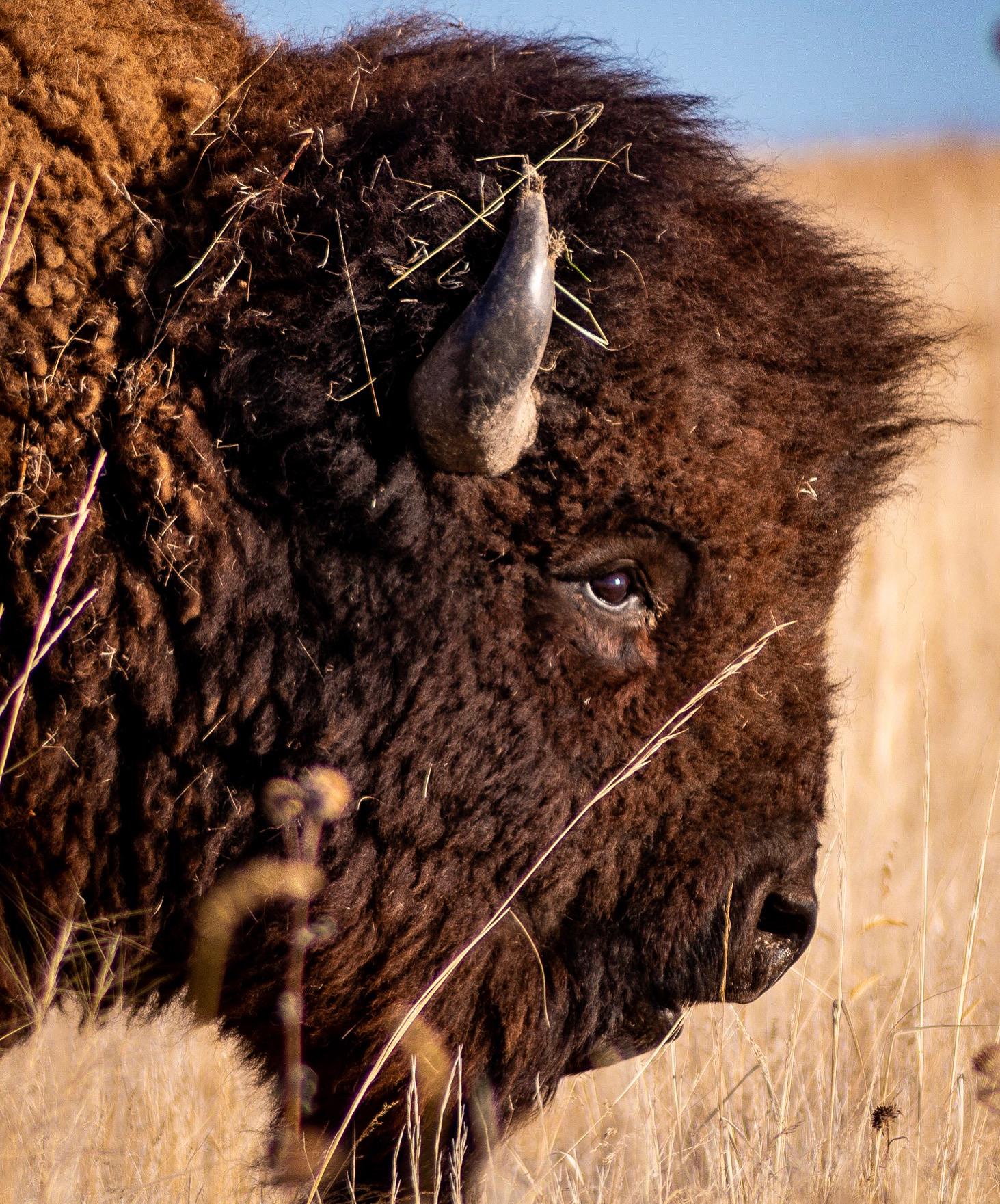Bison on Antelope Island. Utah. | Scrolller