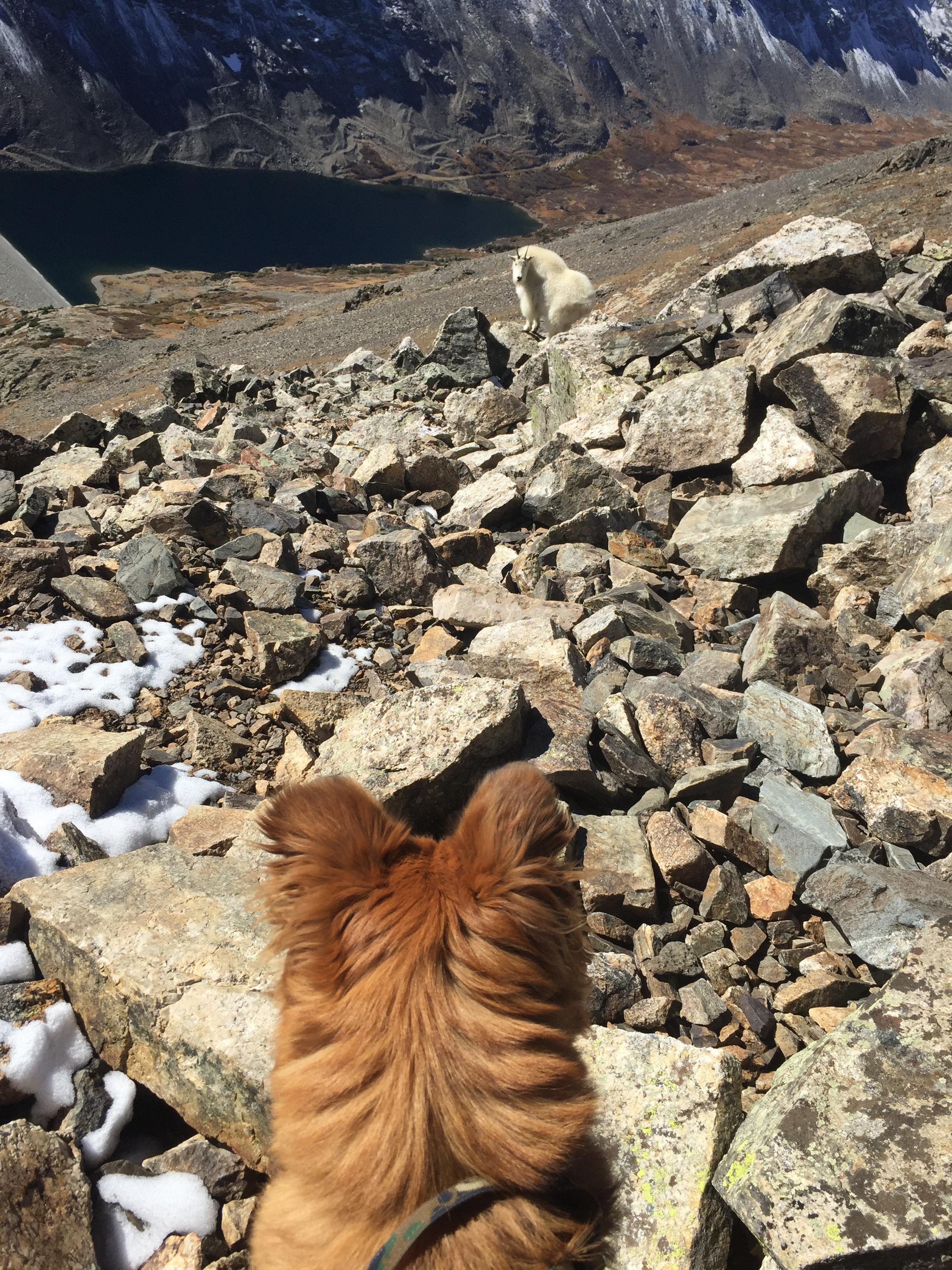 Bjørn’s first mountain goat encounter. He just sat and looked until they both lost interest ...