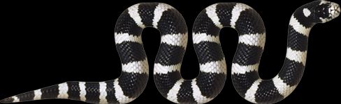 Black & White Snek | Scrolller